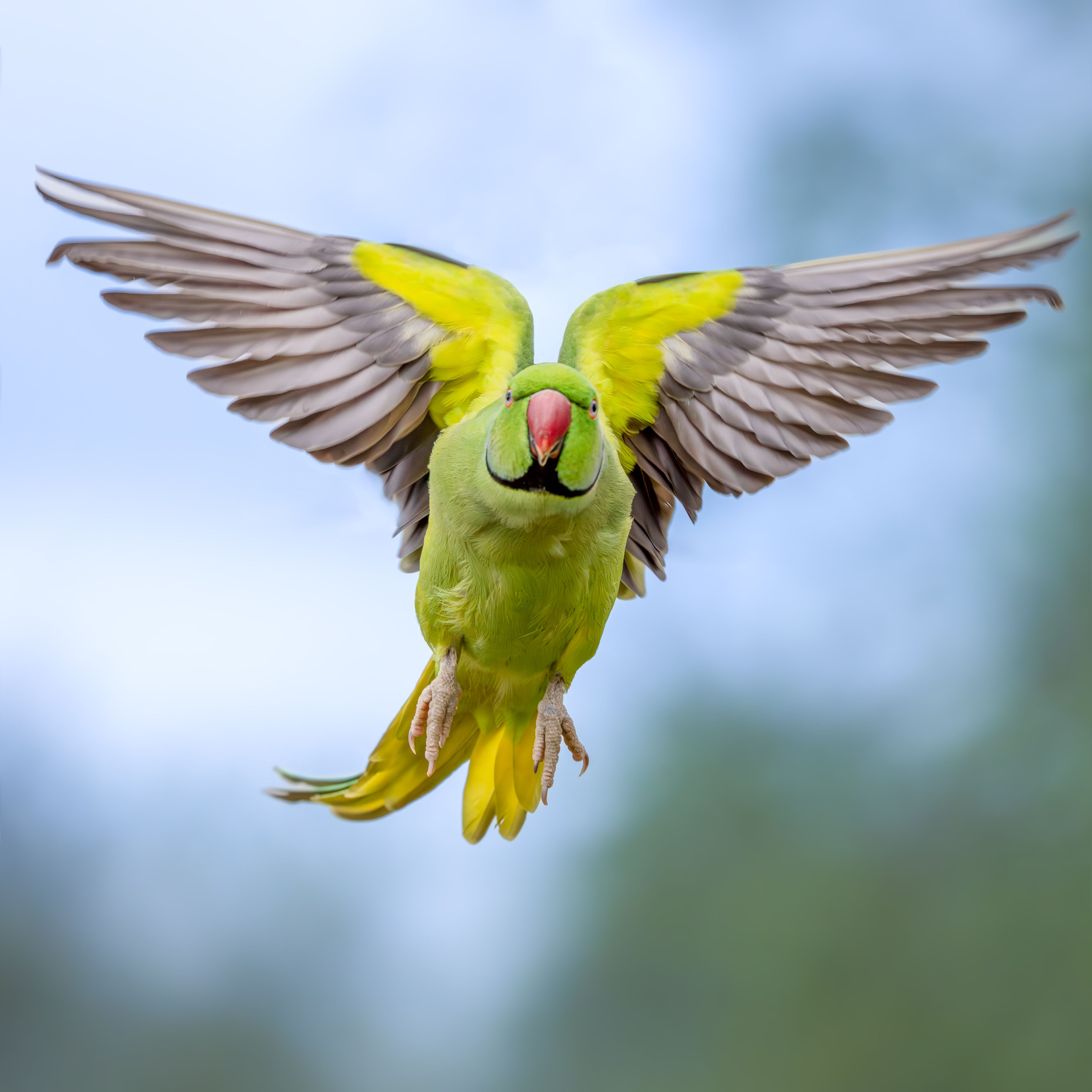 Periquito Verde En Pleno Vuelo Contra El Cielo Azul · Foto de stock ...