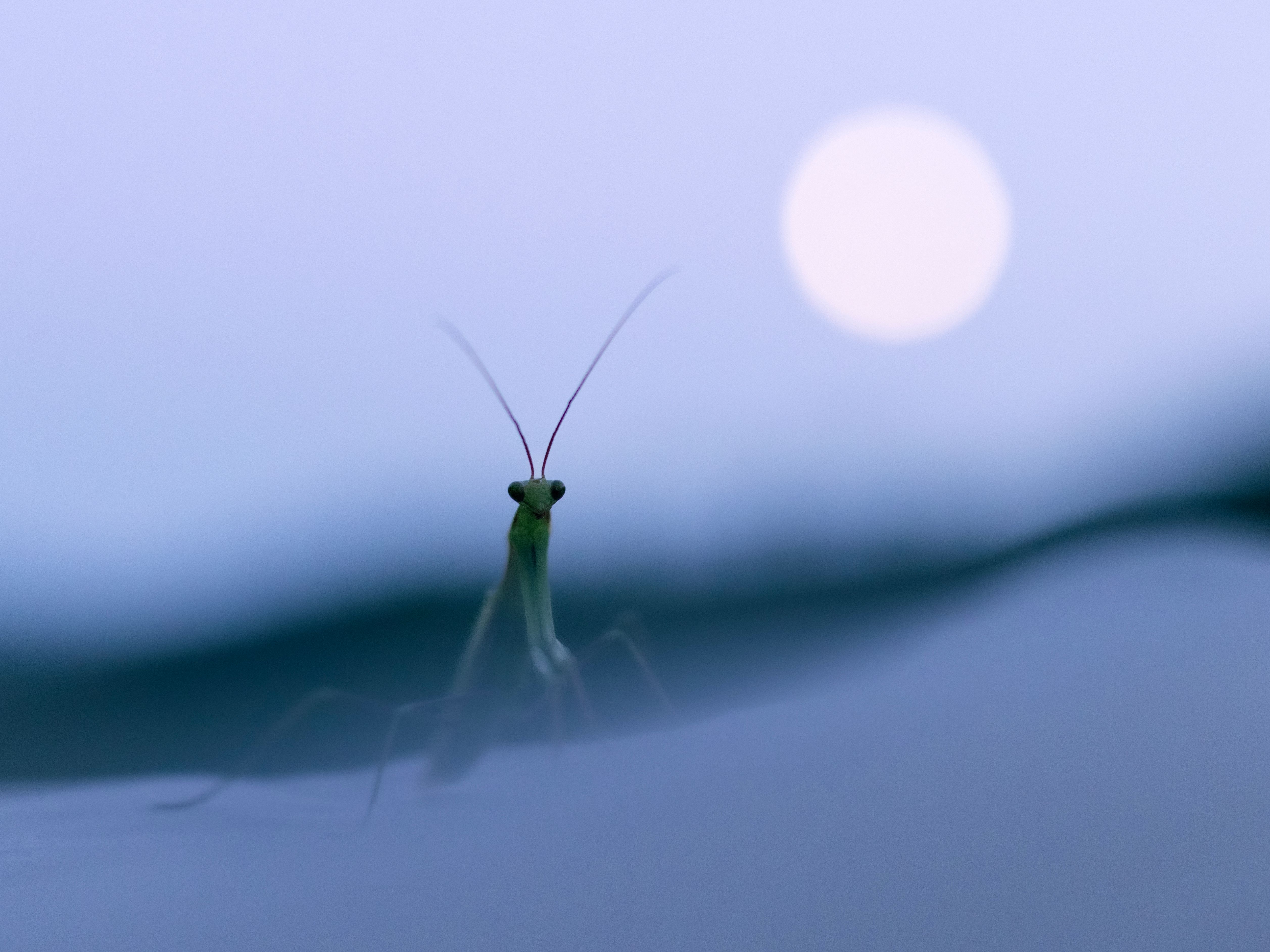 Silueta De Mantis Religiosa Bajo La Luna Llena · Foto de stock gratuita
