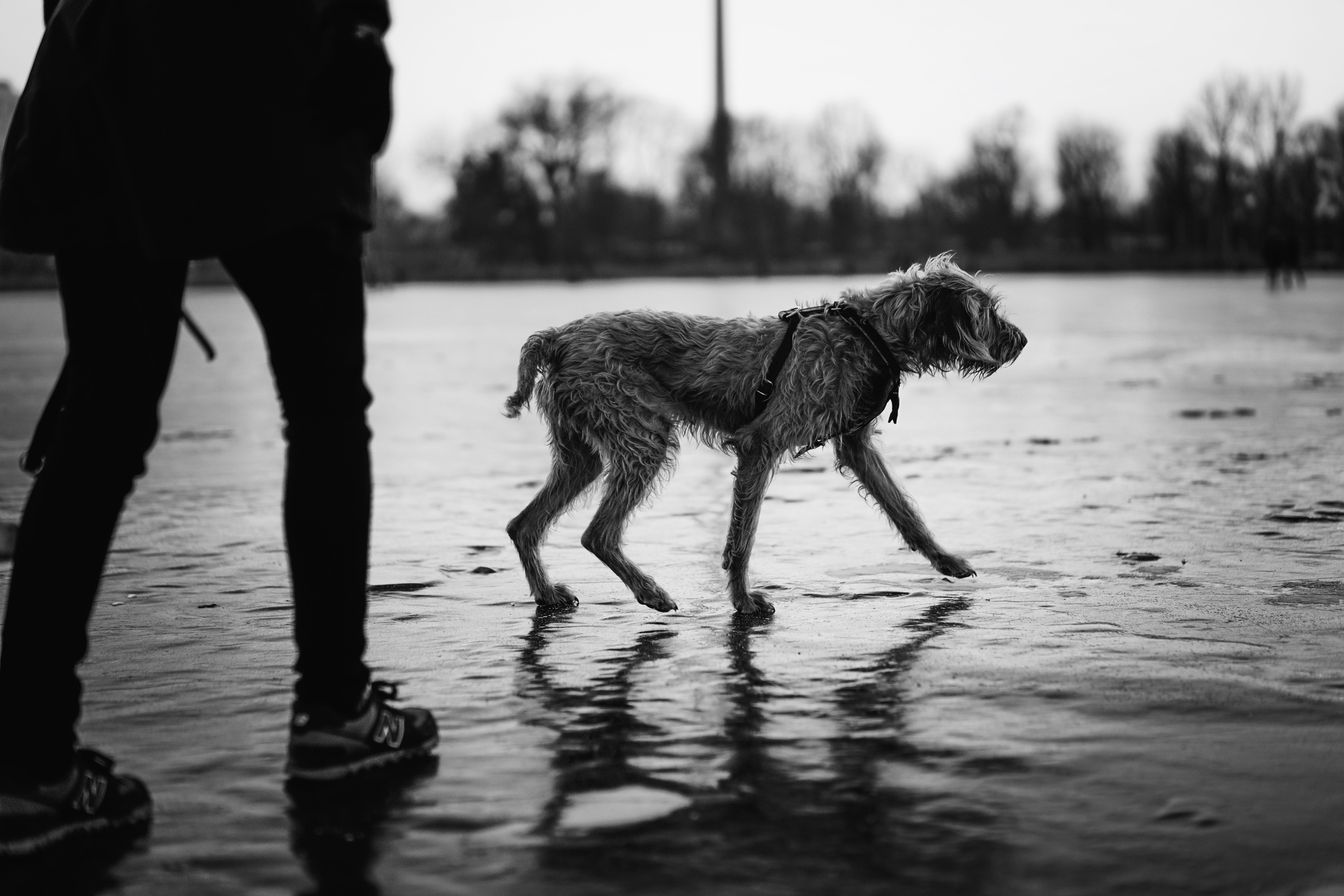Dog Walking on Icy Surface in Black and White · Free Stock Photo