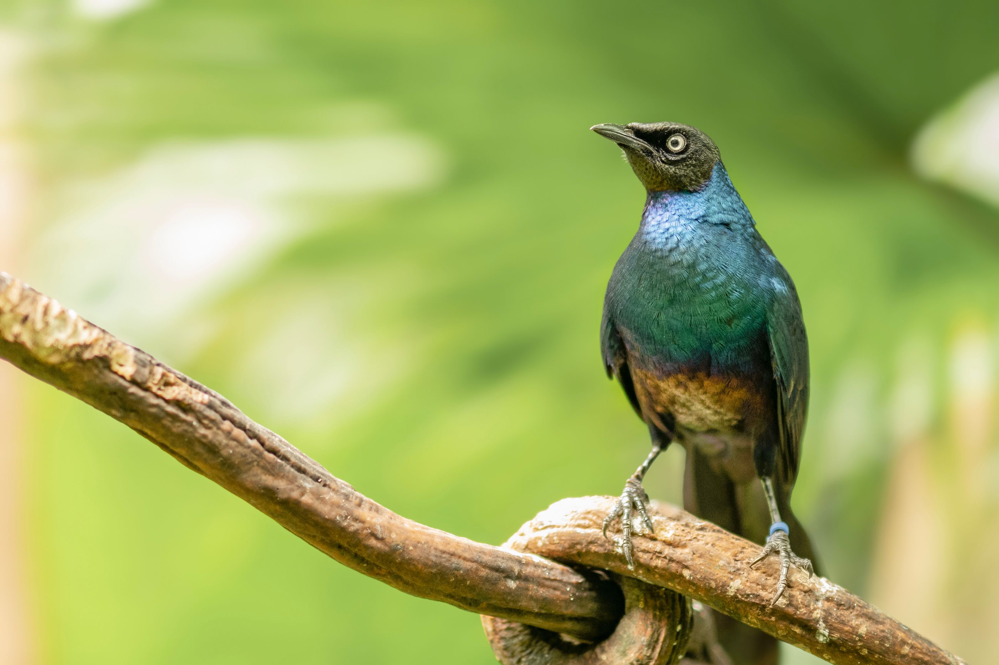 Colorful Starling on Branch in Natural Habitat · Free Stock Photo