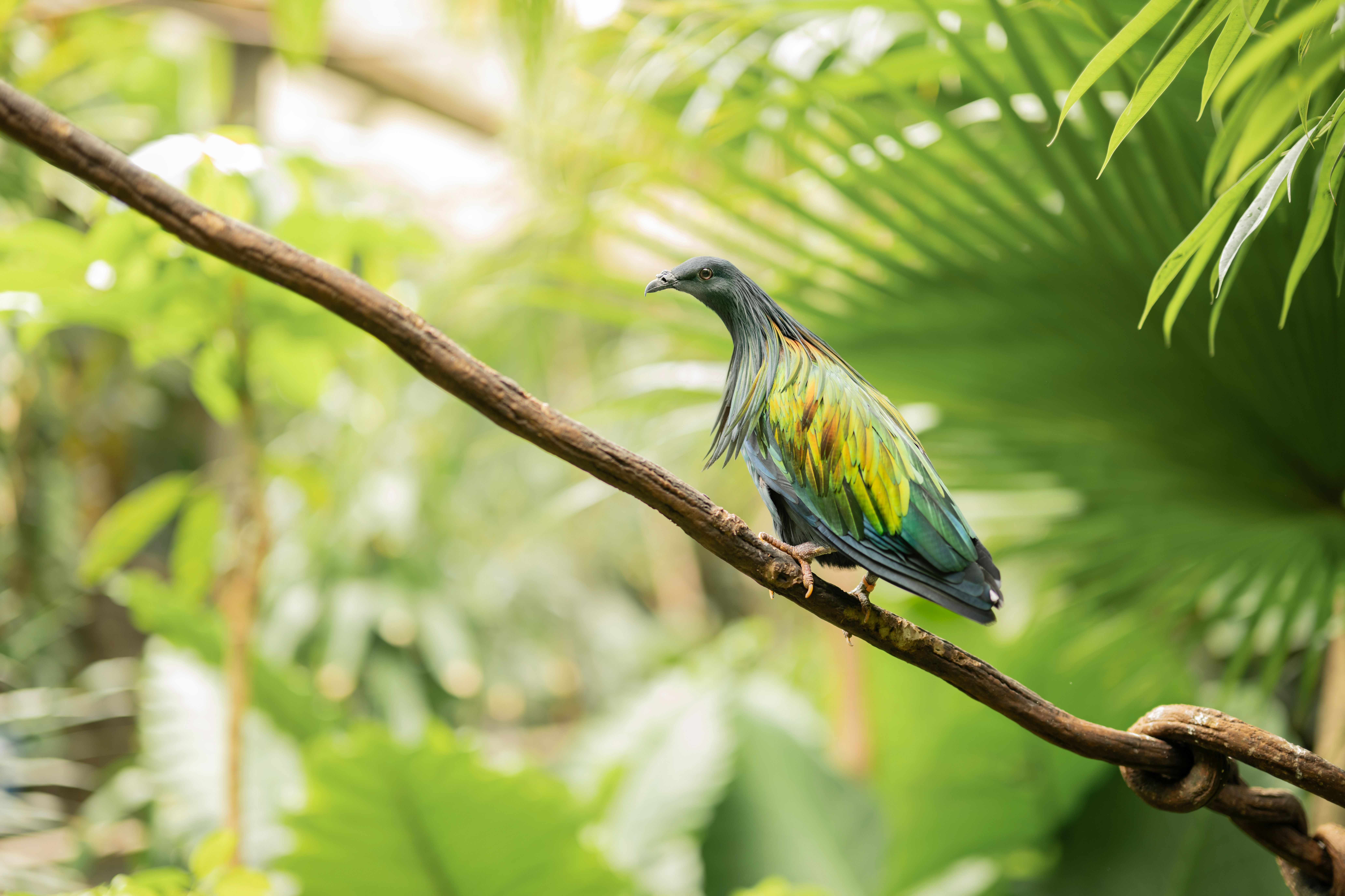 Colorful Tropical Bird Perched on Vine in Jungle · Free Stock Photo