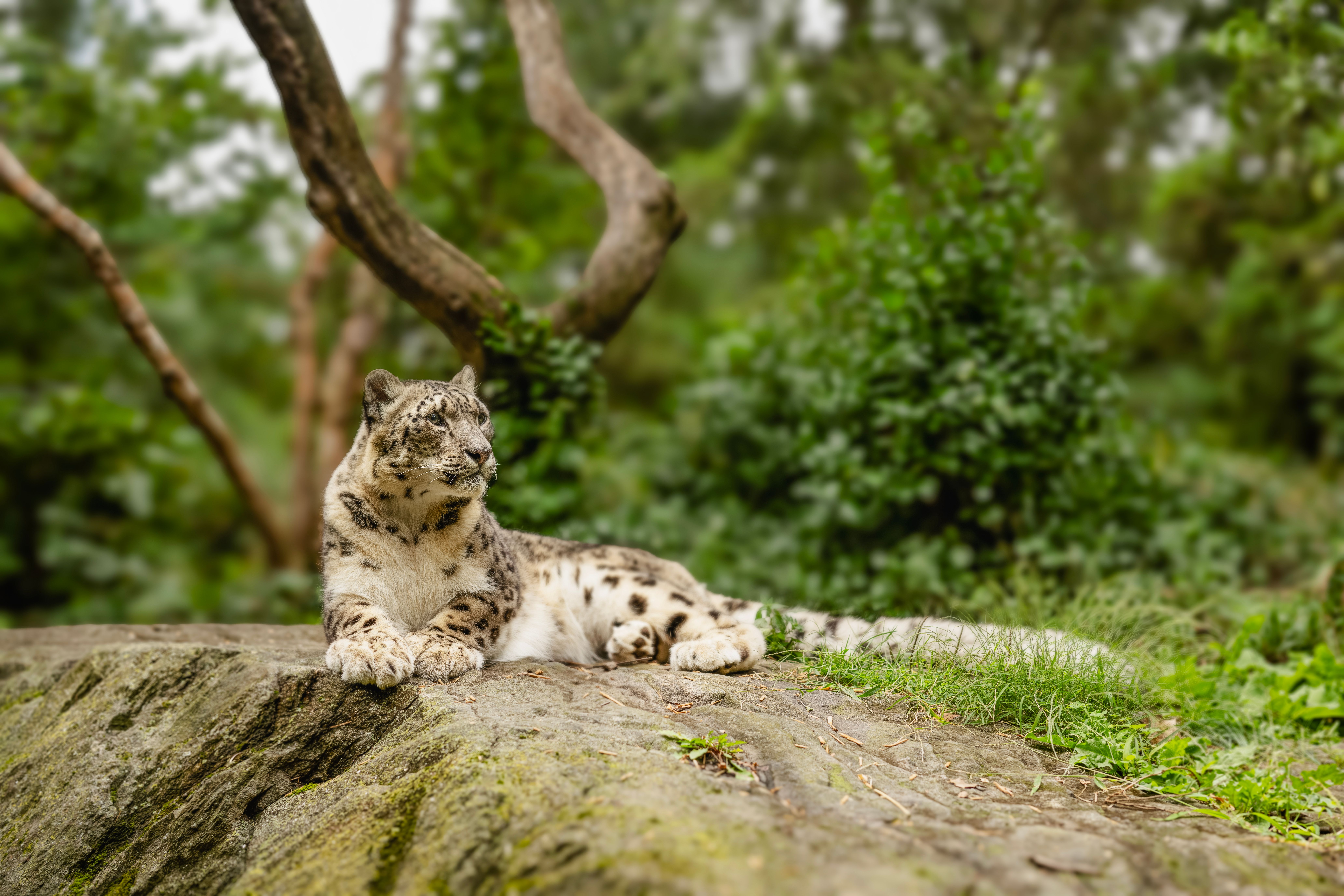 Majestic Snow Leopard in Kaza, HP India's Wilderness · Free Stock Photo
