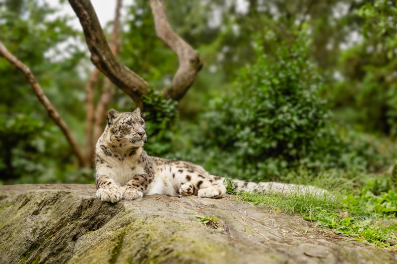 Snow Leopard Photos, Download The BEST Free Snow Leopard Stock Photos ...