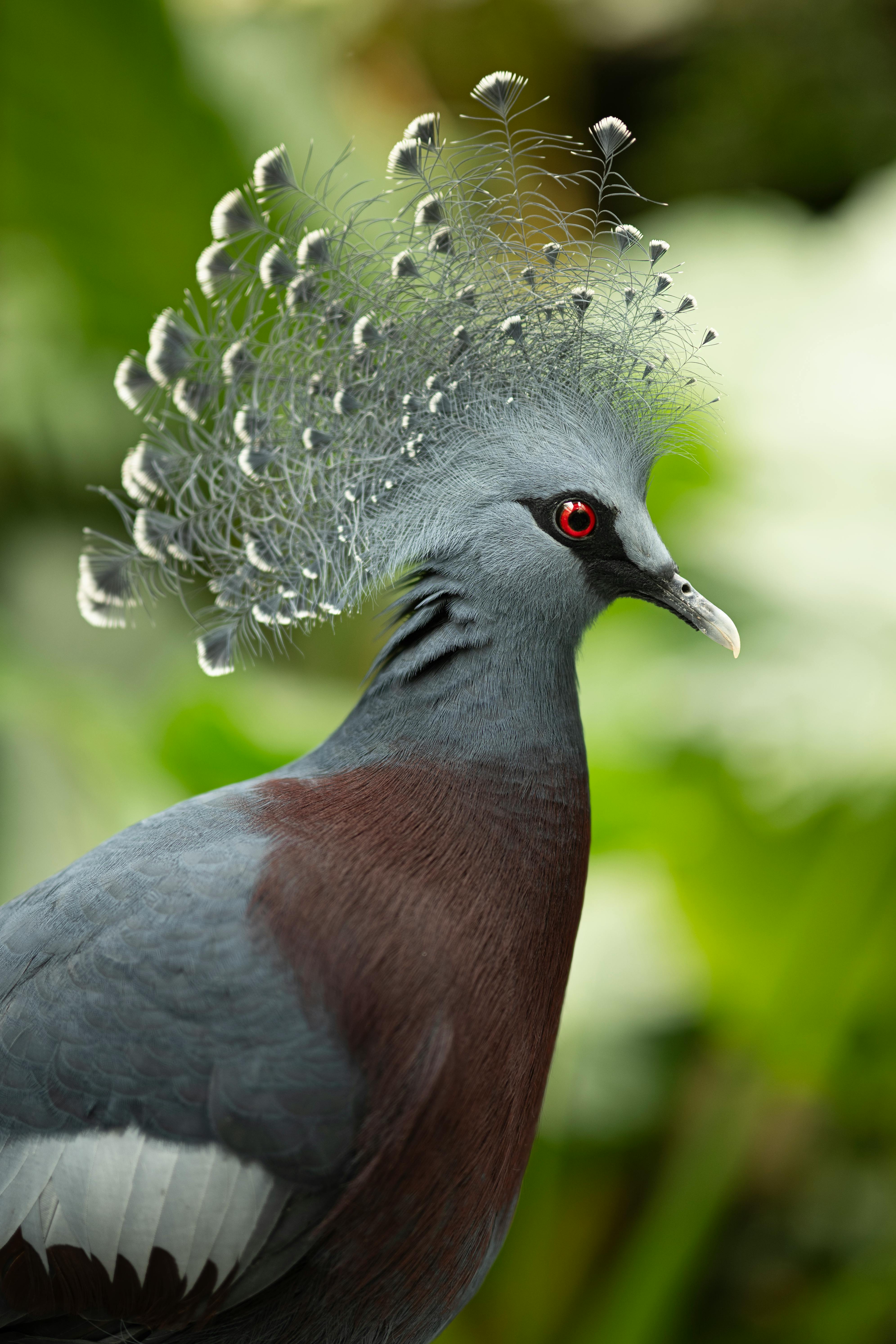 Bird Crest Photos, Download The BEST Free Bird Crest Stock Photos & HD ...