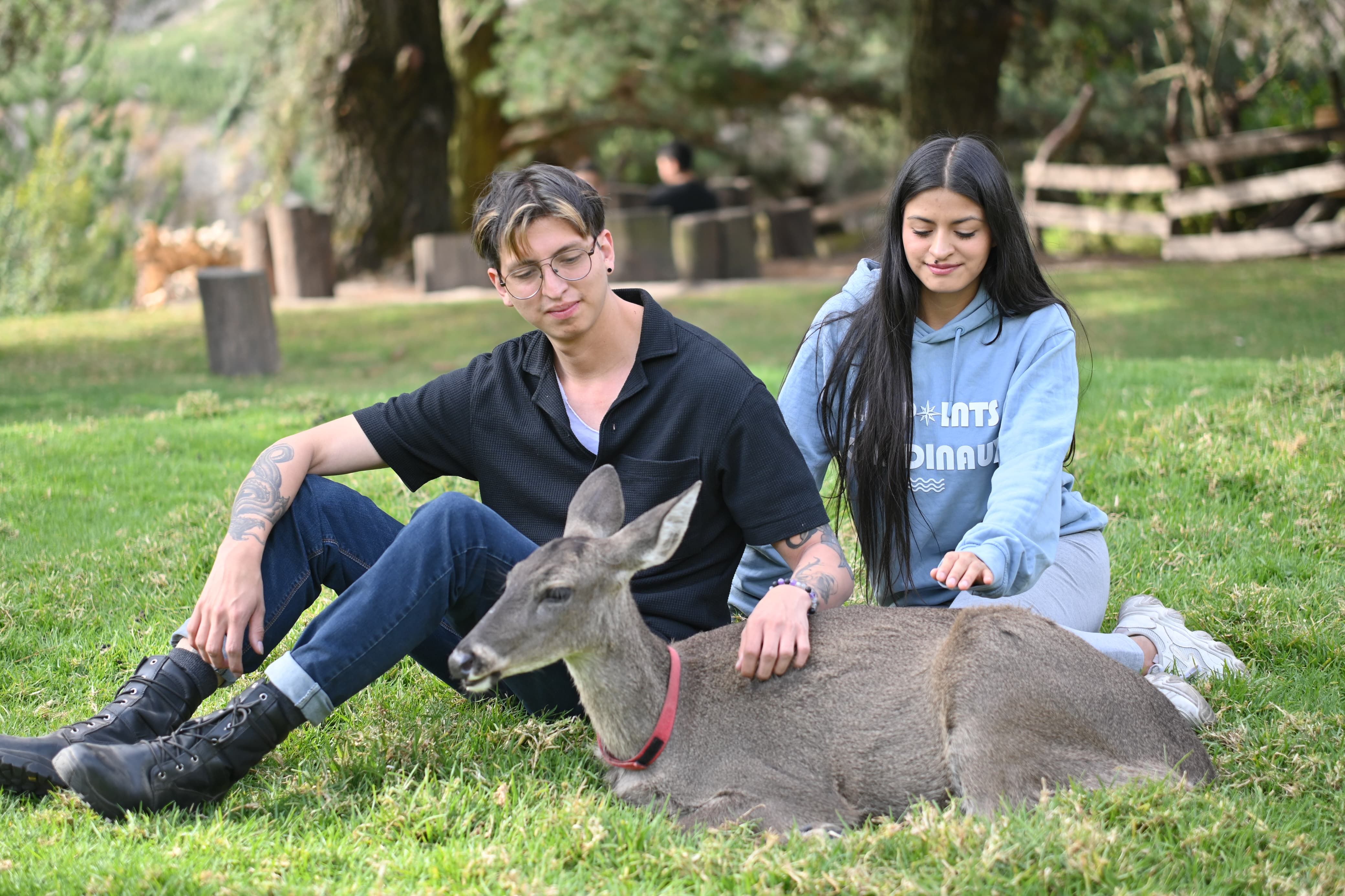 Young Couple Relaxing with Deer in Park Setting · Free Stock Photo