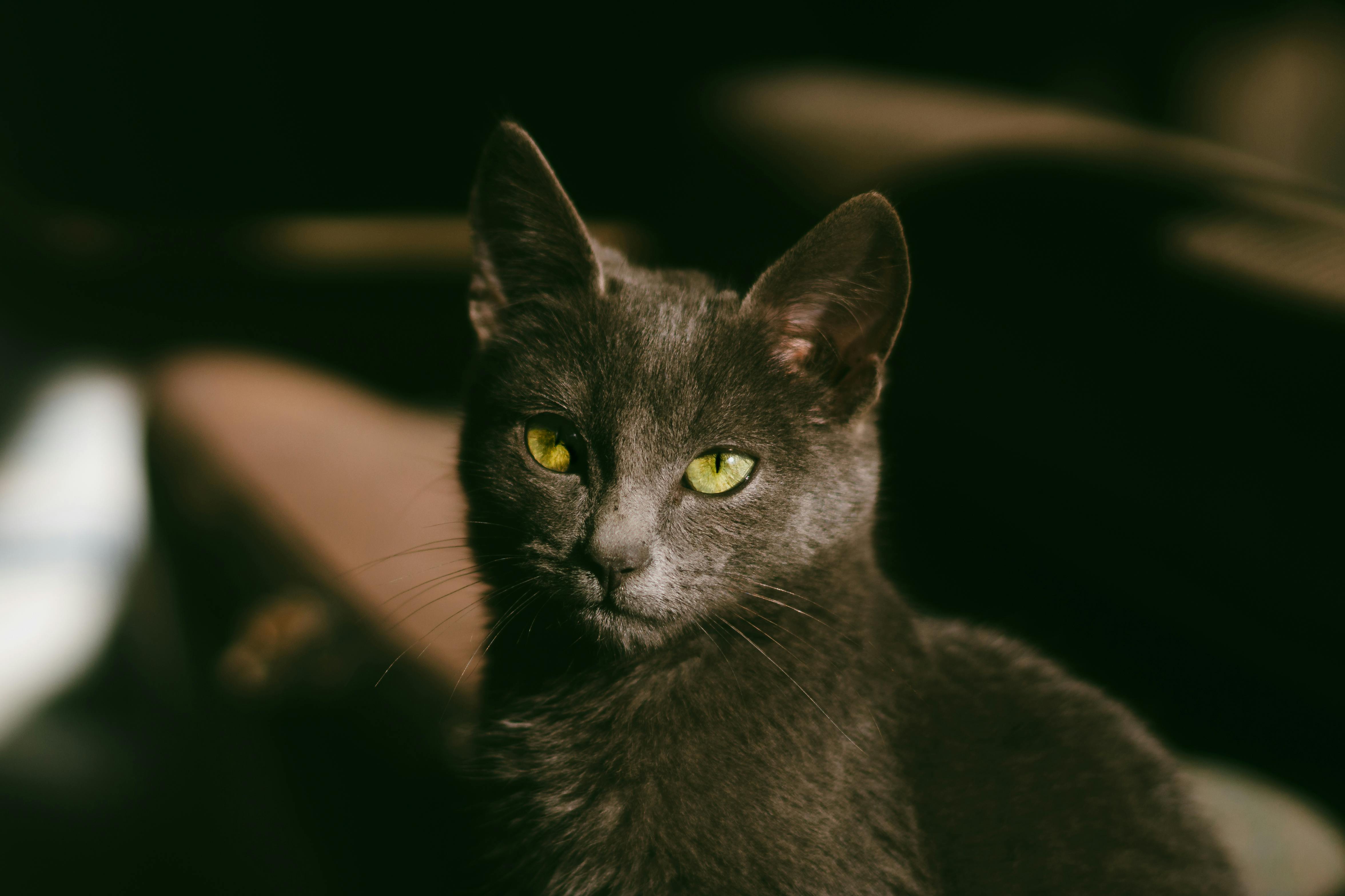 Gray Cat · Free Stock Photo