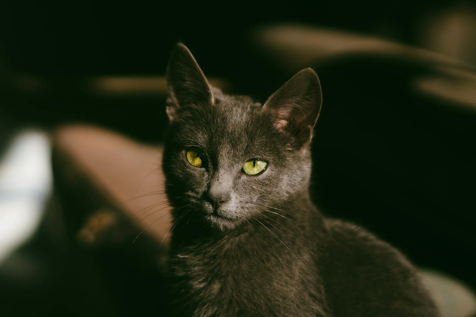 Freaky Cat Photos, Download The BEST Free Freaky Cat Stock Photos & HD ...