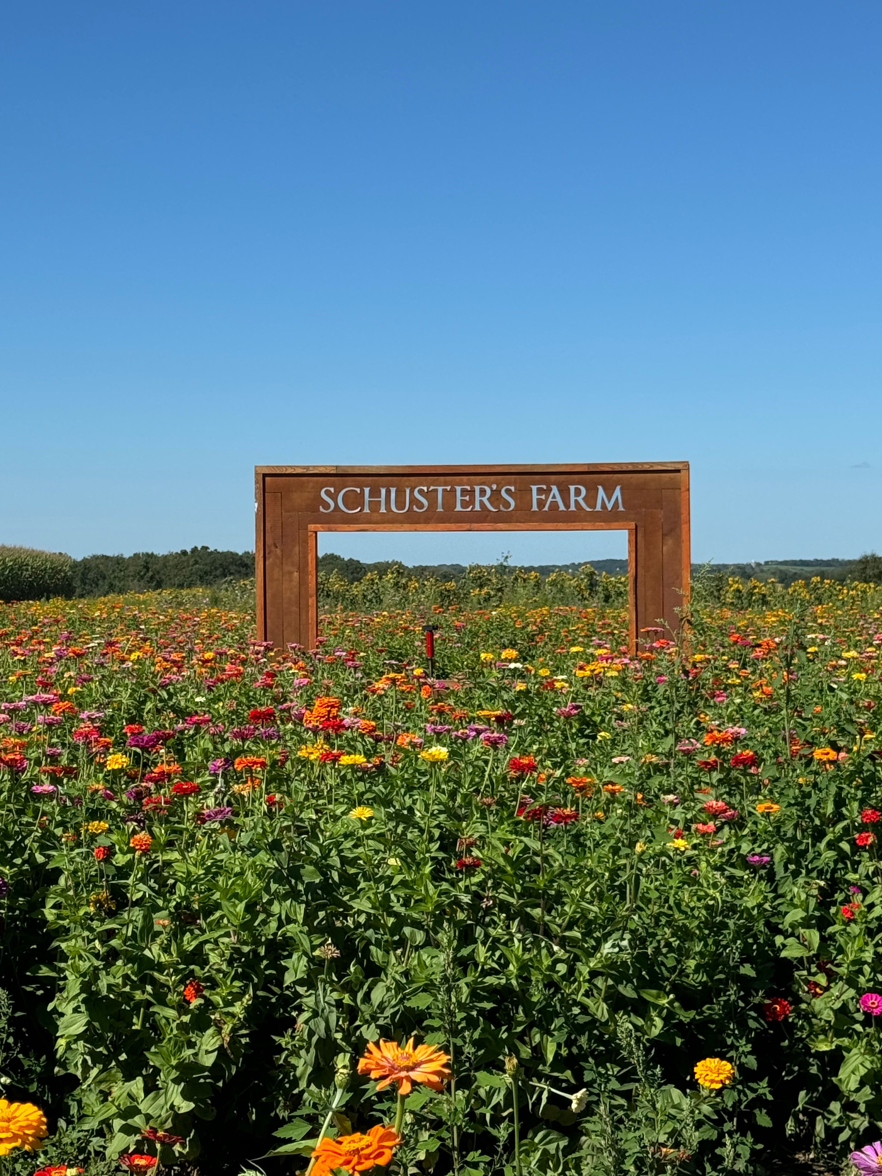 Vibrant Flower Field at Schuster's Farm · Free Stock Photo