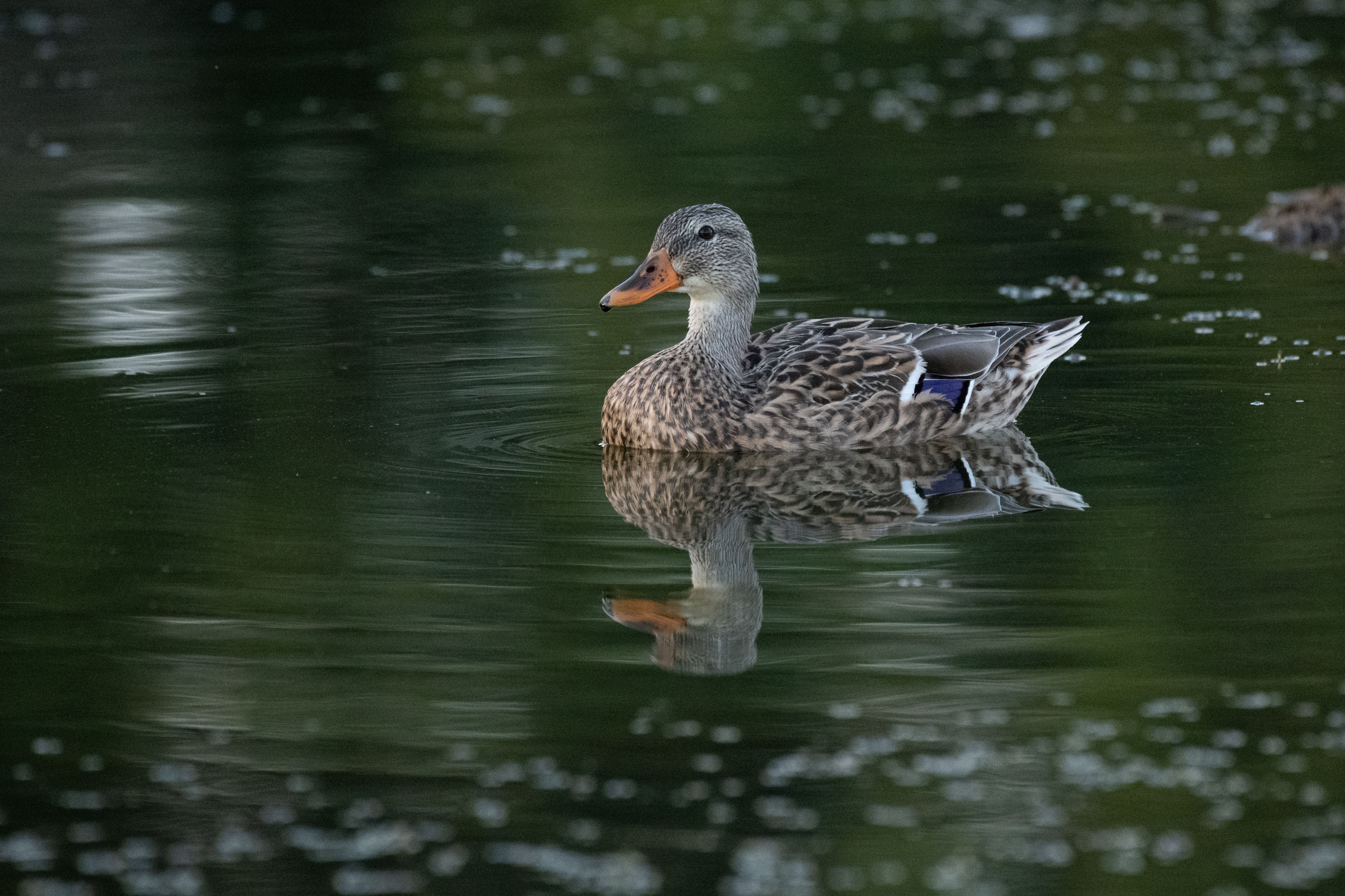 Sussex Duck Photos, Download The BEST Free Sussex Duck Stock Photos ...