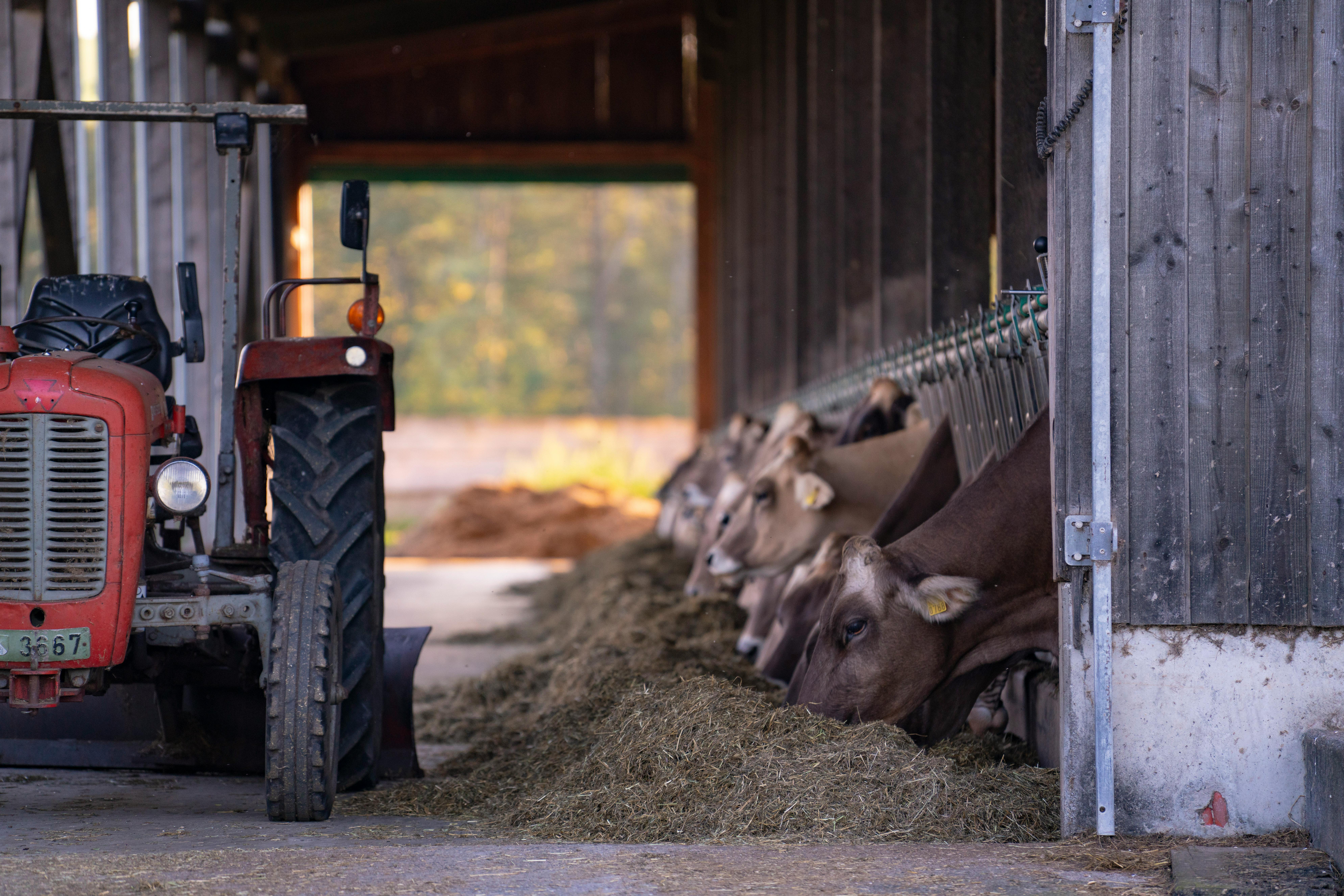 Tractor and Cows in Rural Farm Barn Setting · Free Stock Photo