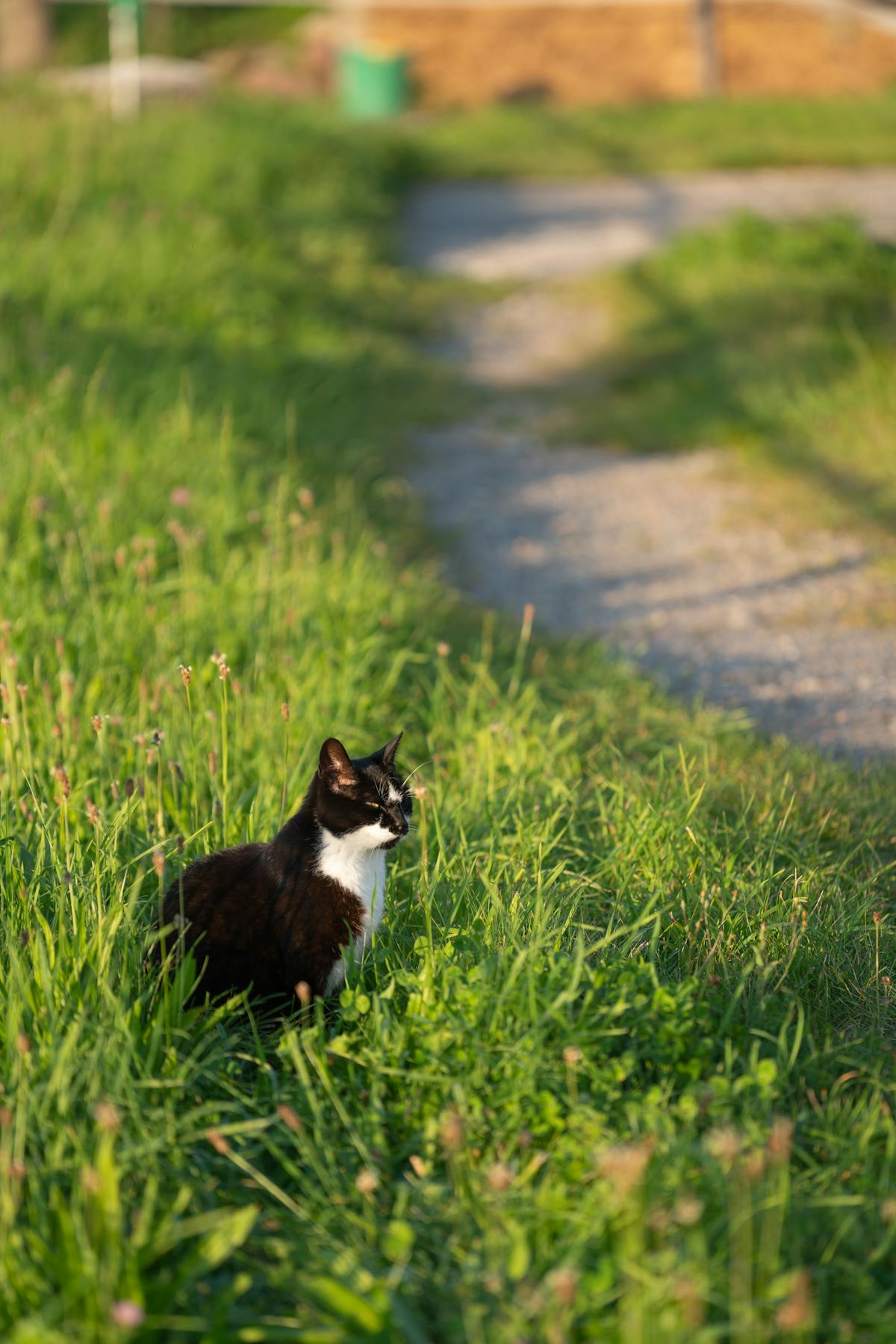 Freaky Cat Photos, Download The BEST Free Freaky Cat Stock Photos & HD ...