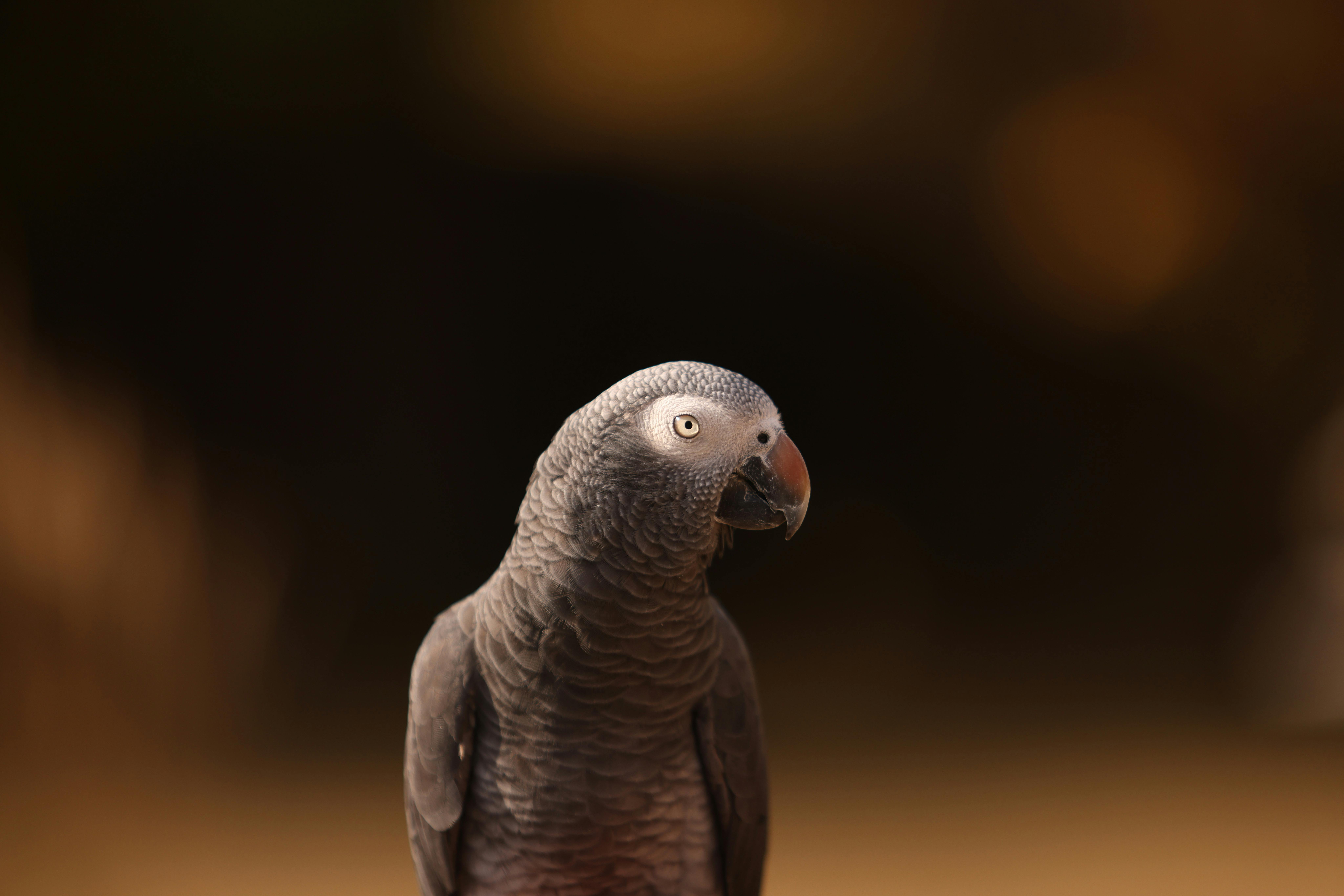 African Casco Parrot Photos, Download The BEST Free African Casco ...