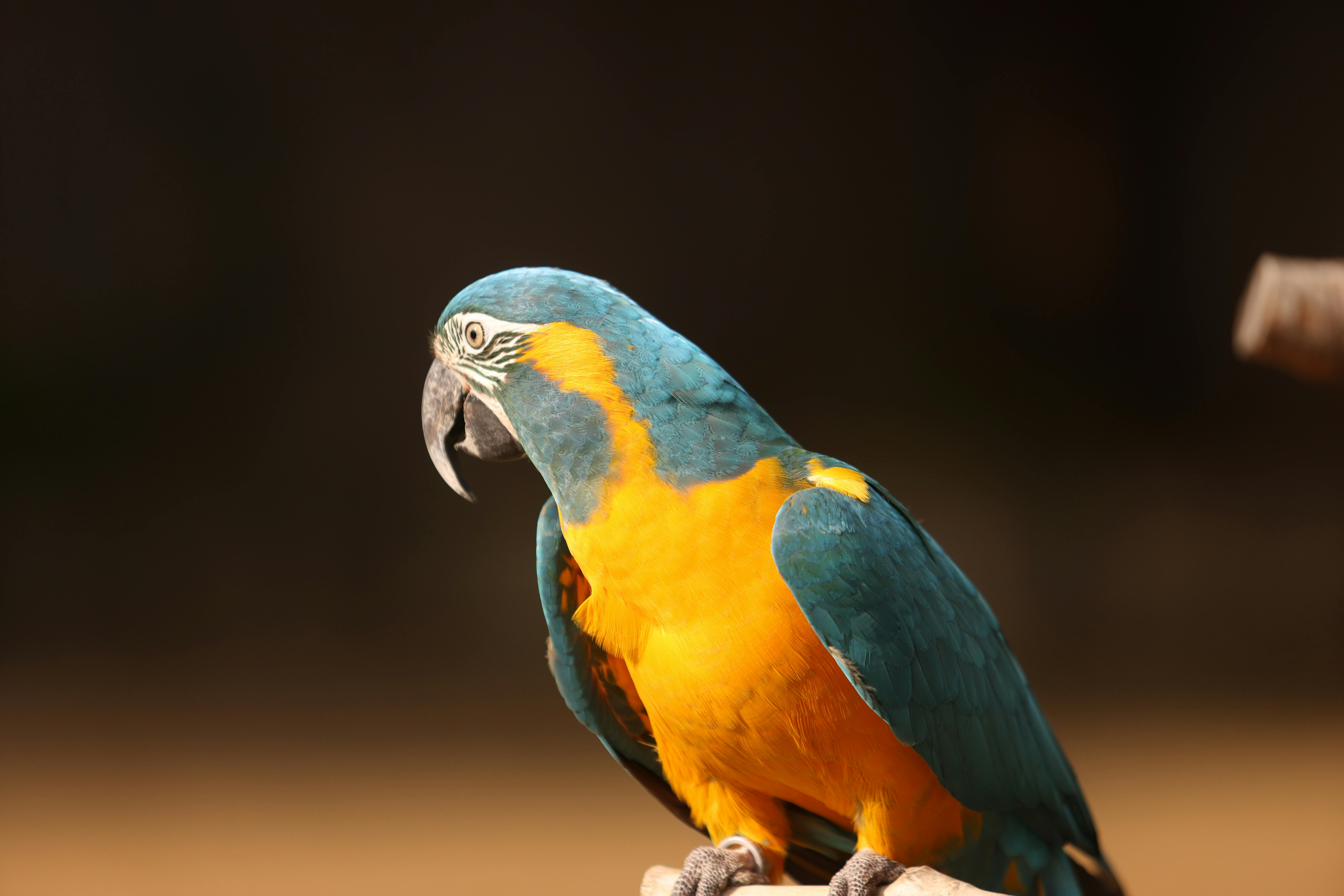 Discovering the Elusive Blue Throated Macaw Species Facts