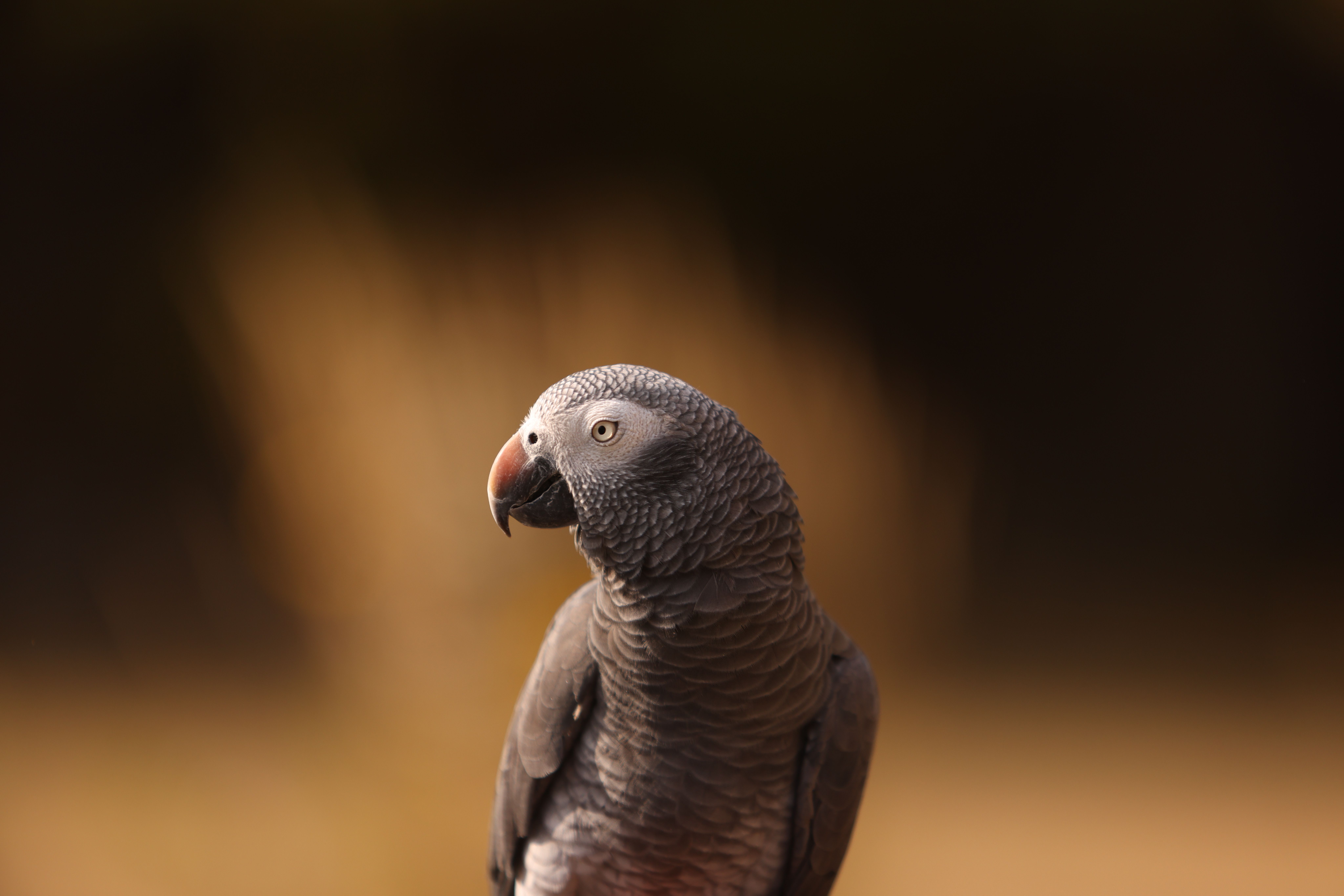 Close-up of an African Grey Parrot in Natural Light · Free Stock Photo