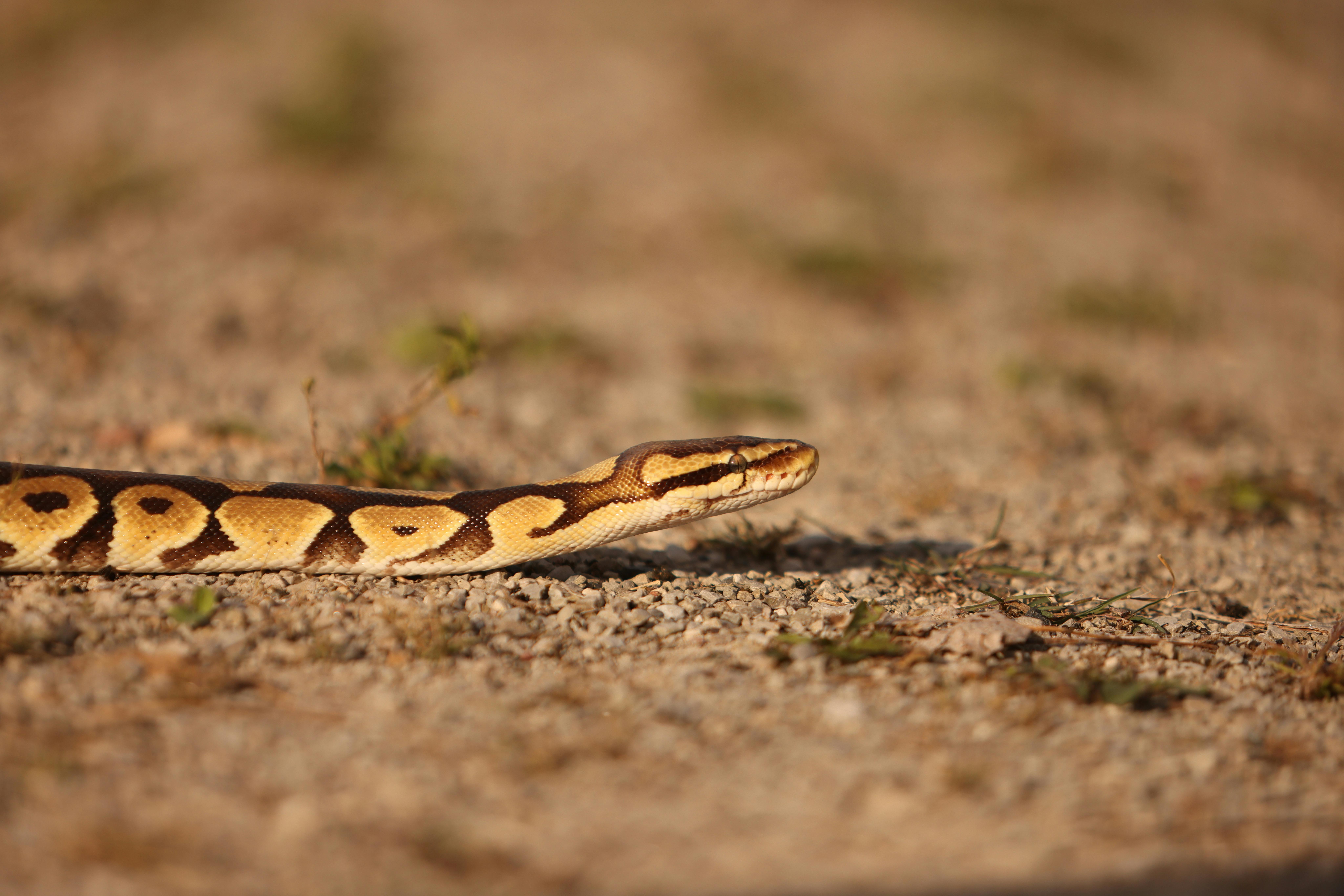 Close-up of a Ball Python on Gravel Pathway · Free Stock Photo