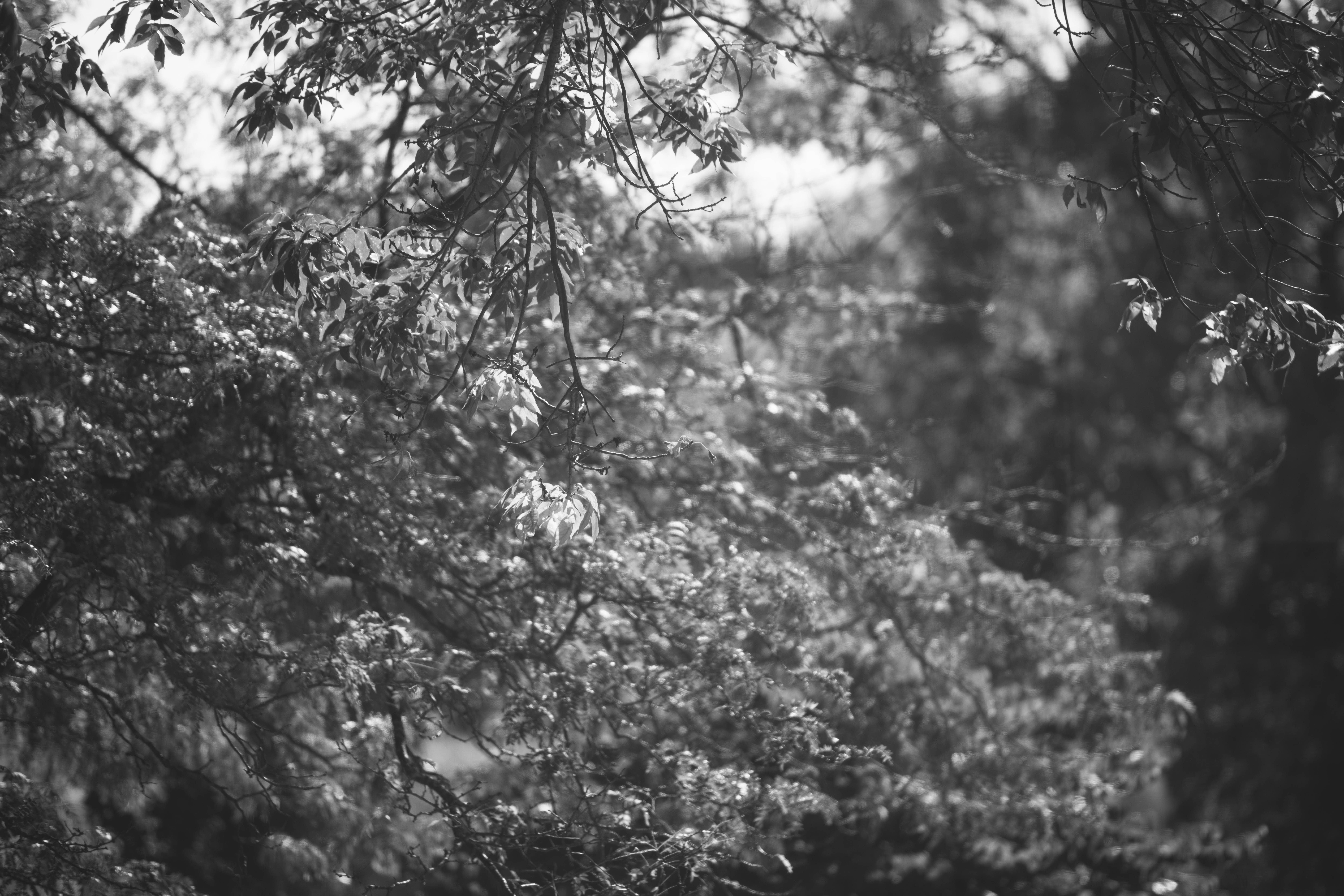 Black and White Nature Scene with Lush Foliage · Free Stock Photo