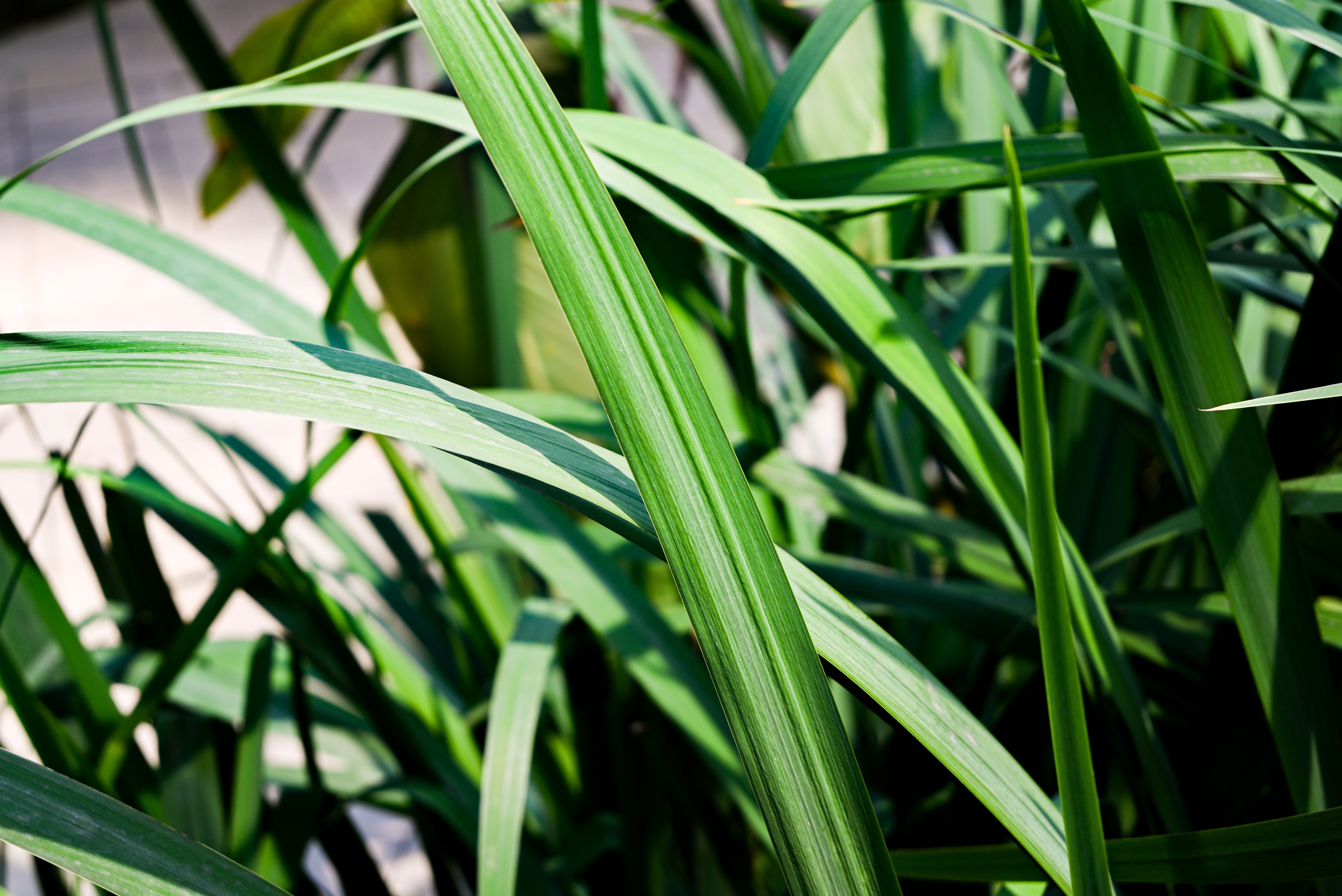 Vibrant Green Blades of Grass in Sunlight · Free Stock Photo