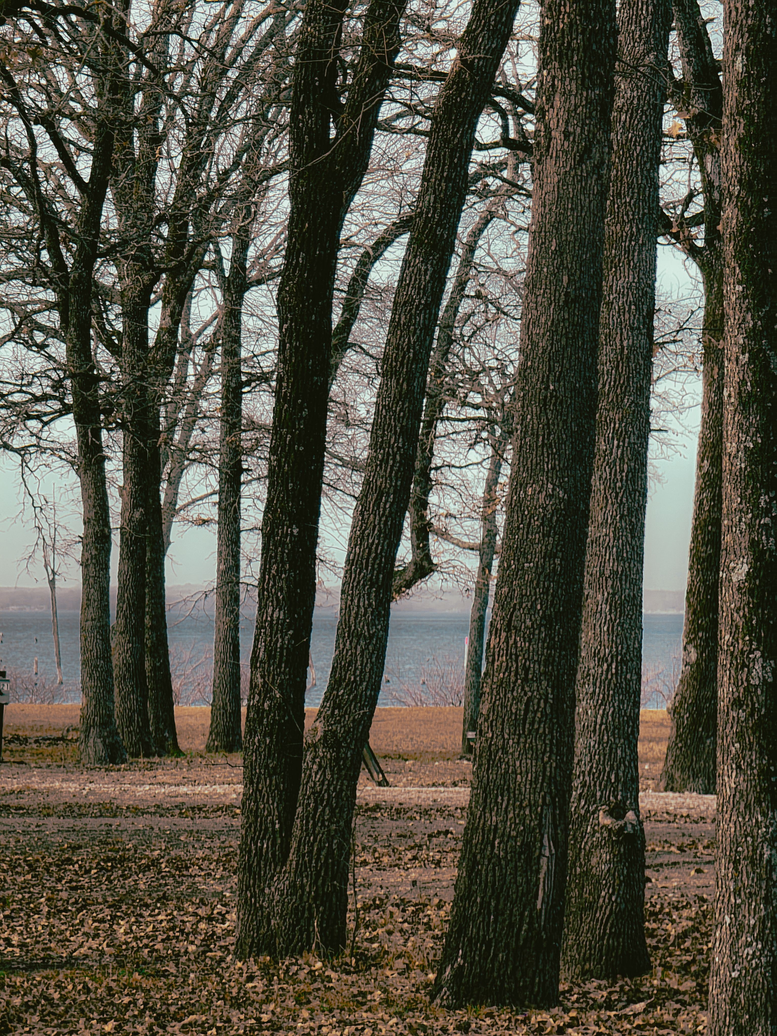Serene Woodland View with Lake Horizon · Free Stock Photo