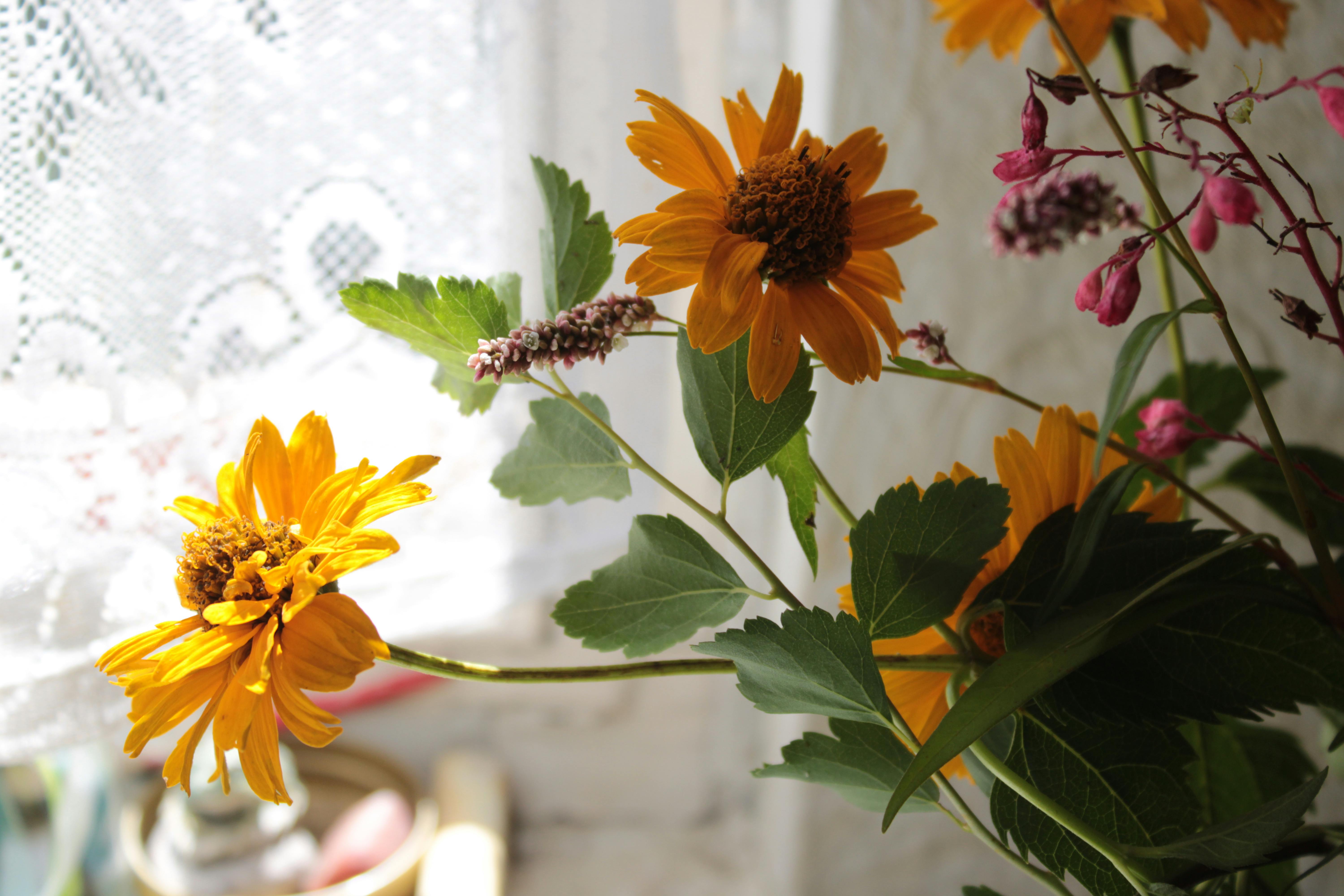 Bright Sunlit Wildflowers by Window · Free Stock Photo