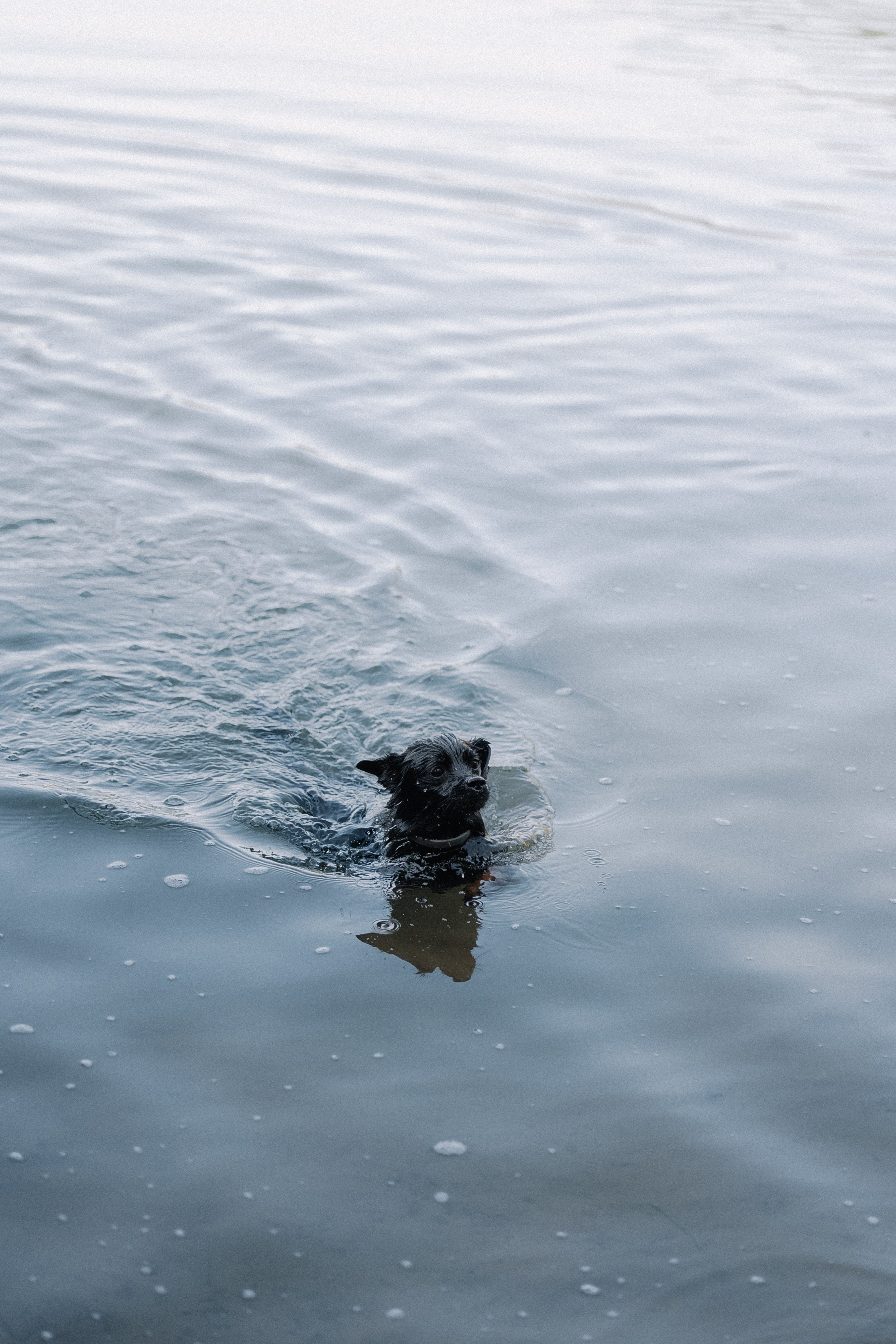 Black Dog Swimming in Calm Lake Waters · Free Stock Photo