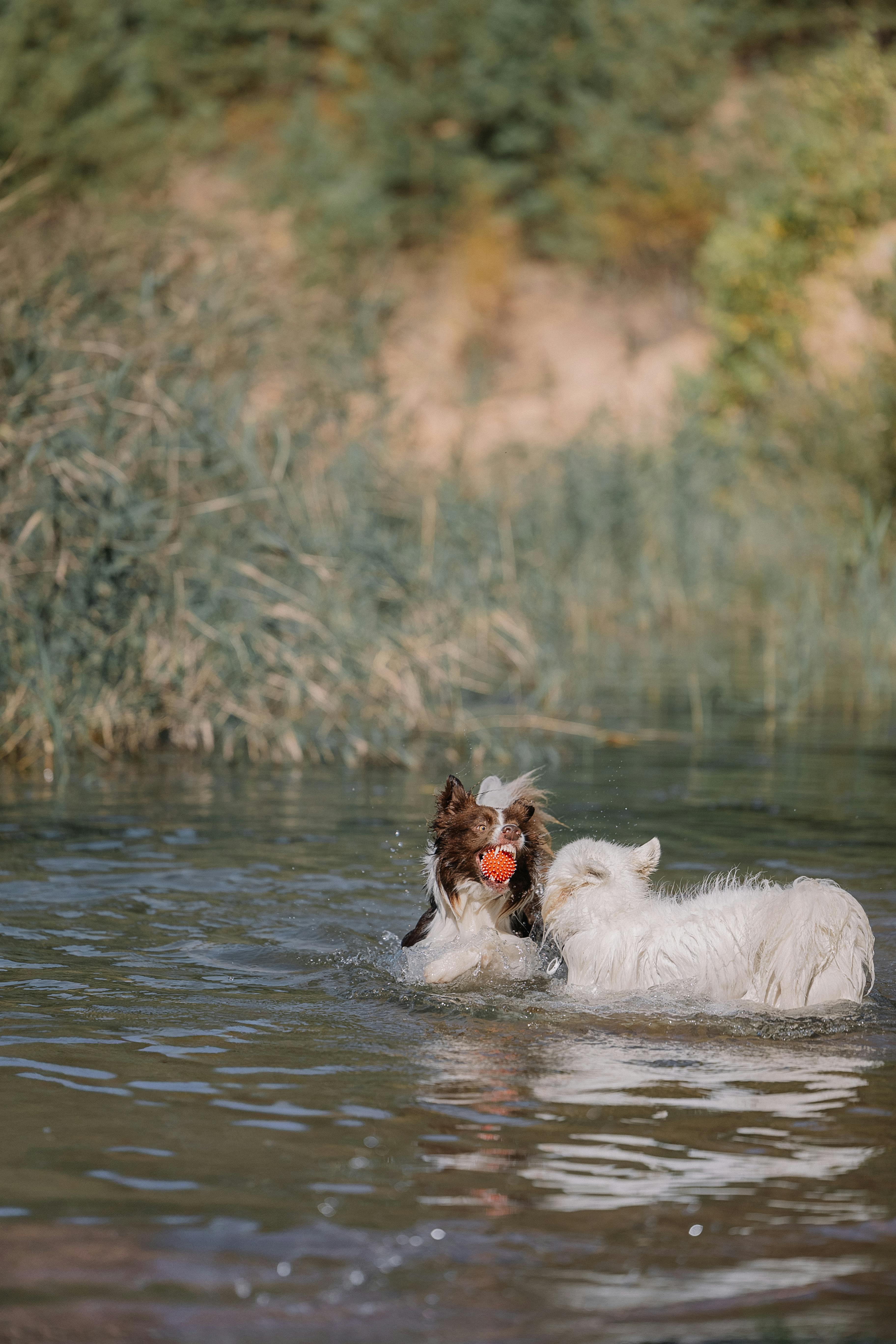 Game Drive Bush Photos, Download The BEST Free Game Drive Bush Stock ...