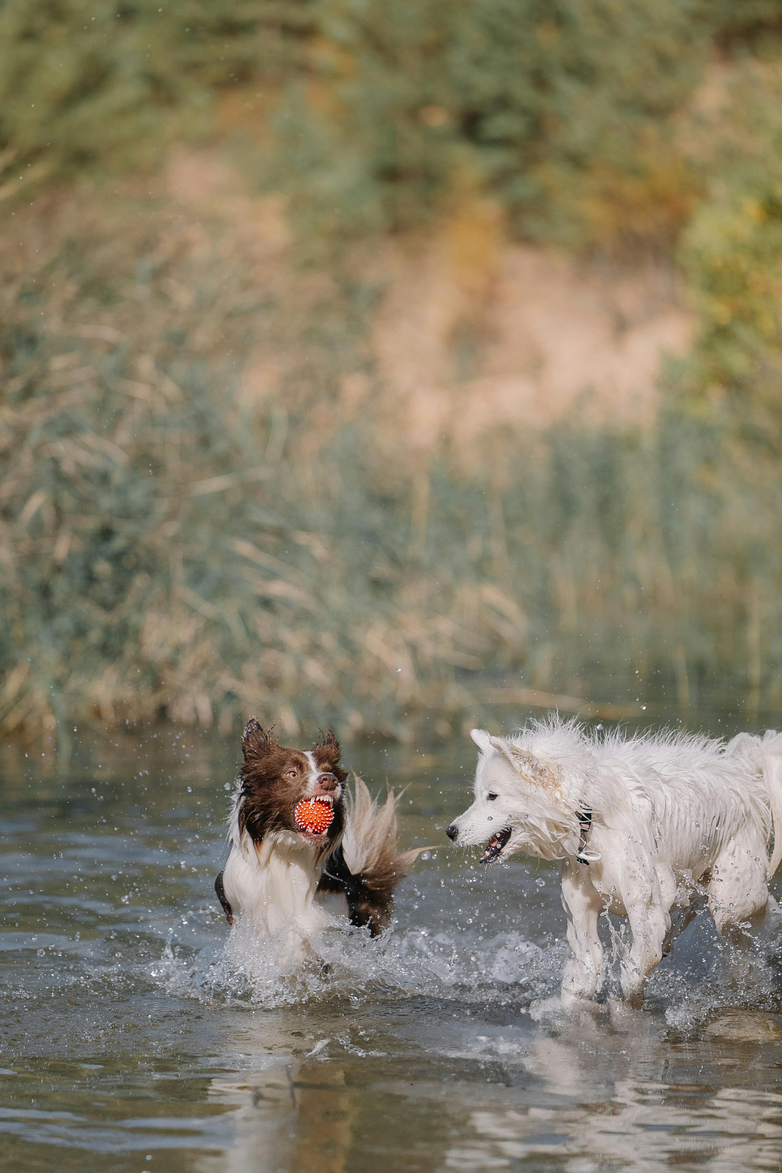 Playful dogs splashing in a river outdoors · Free Stock Photo
