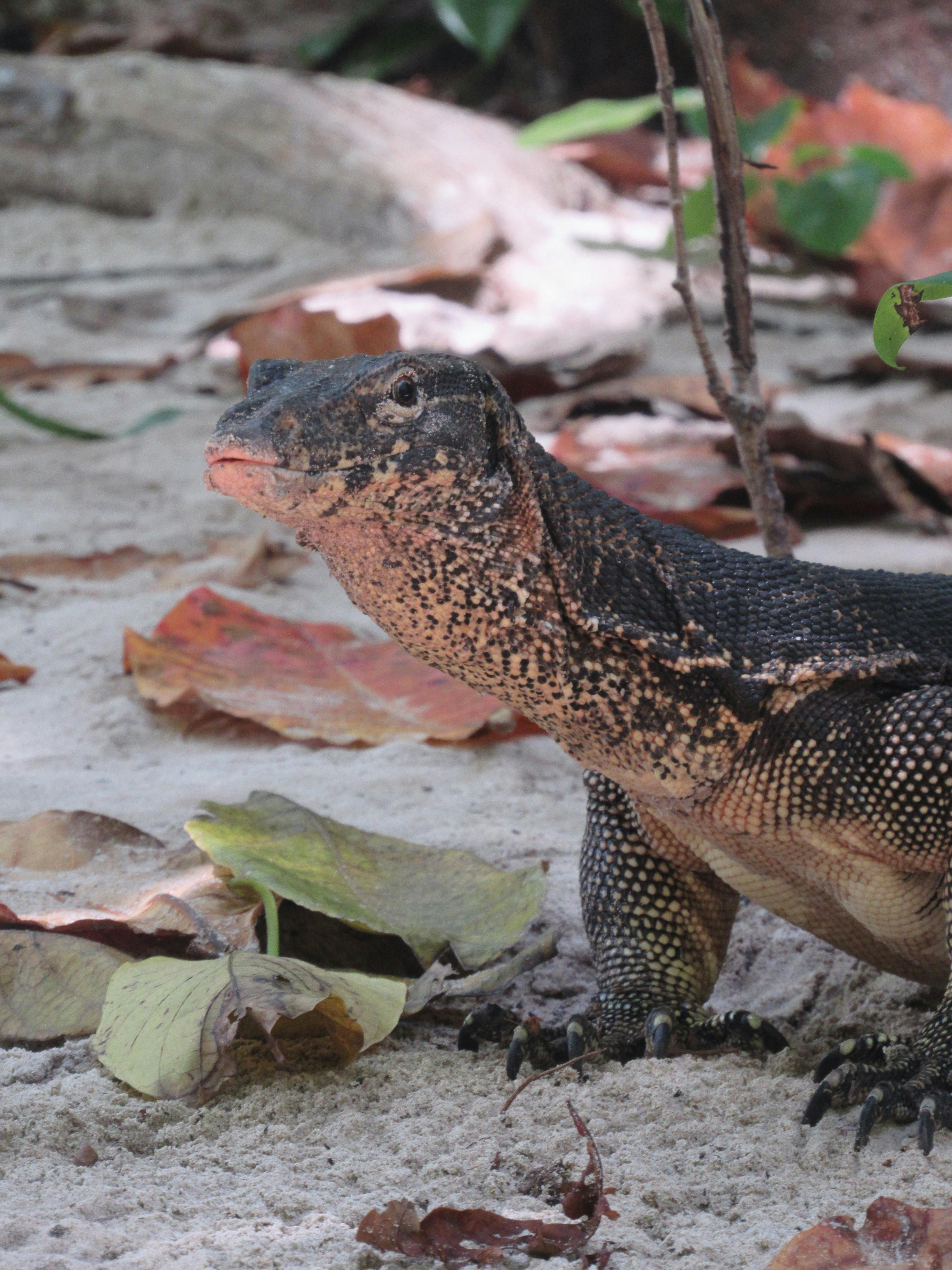 Varanus Salvator, También Conocido Como Varano De Agua: El Lagarto Más ...