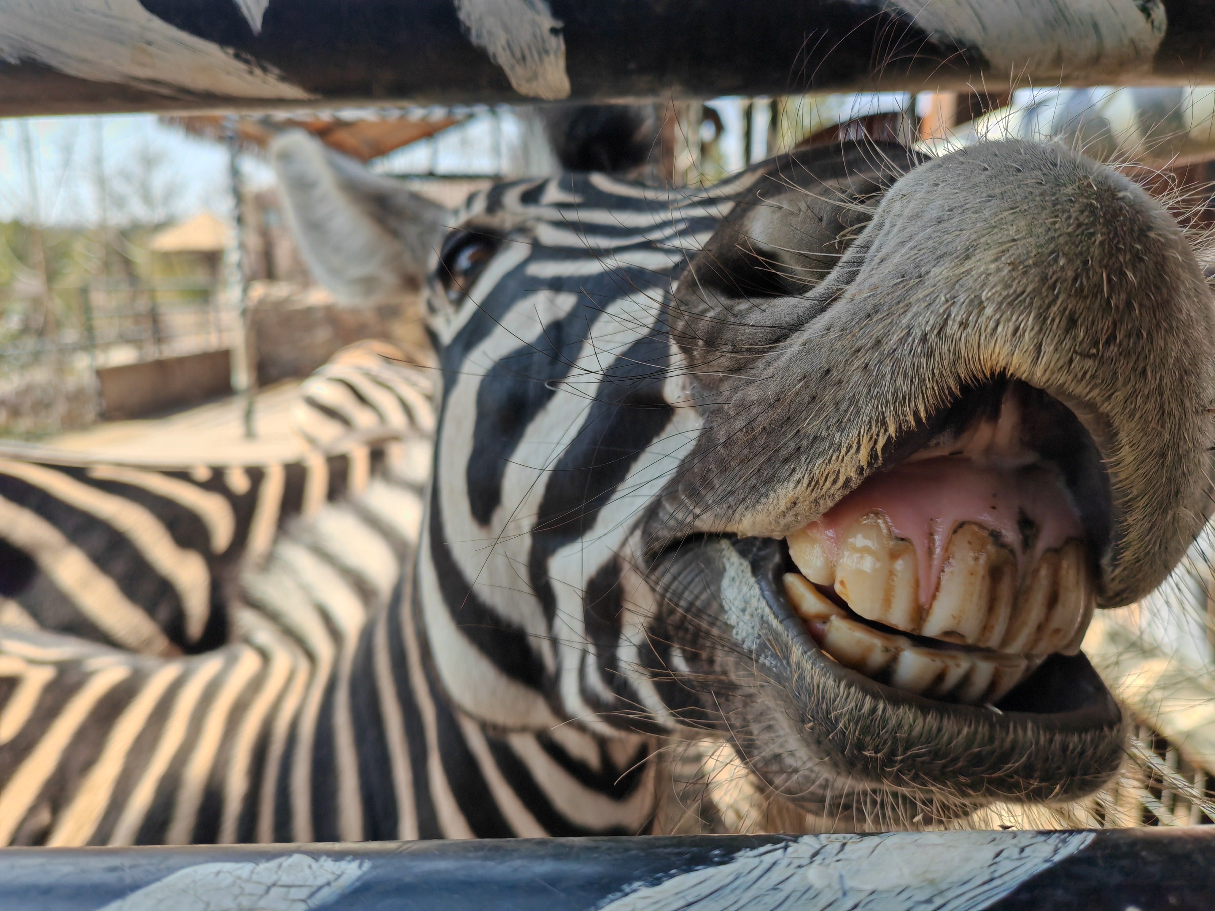 Close-up of Zebra Showing Teeth at the Zoo · Free Stock Photo