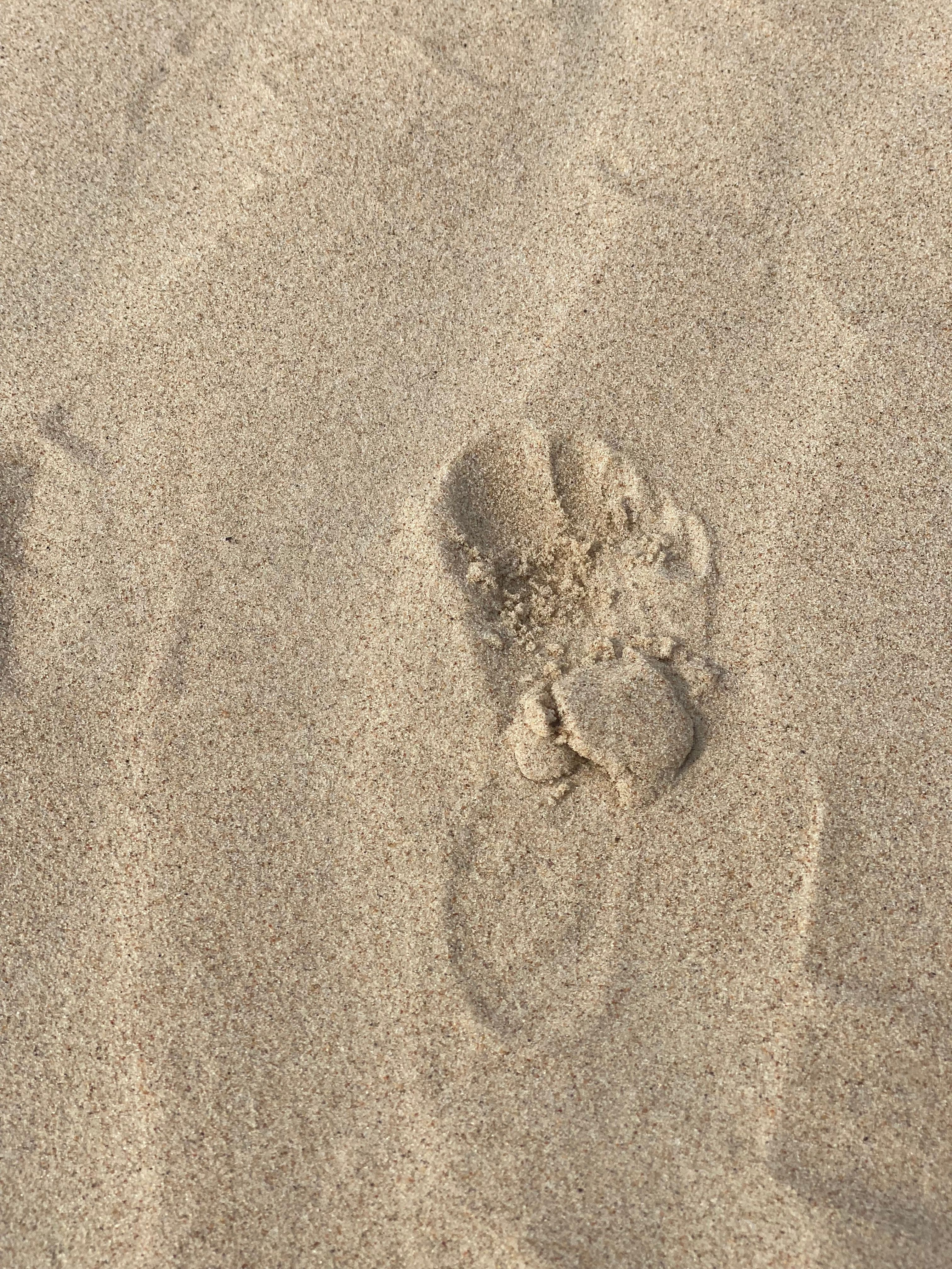 Single Footprint on Sandy Beach Surface · Free Stock Photo