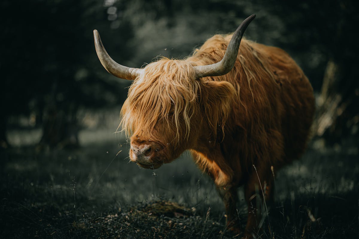 Highland Cow Photos, Download The BEST Free Highland Cow Stock Photos ...