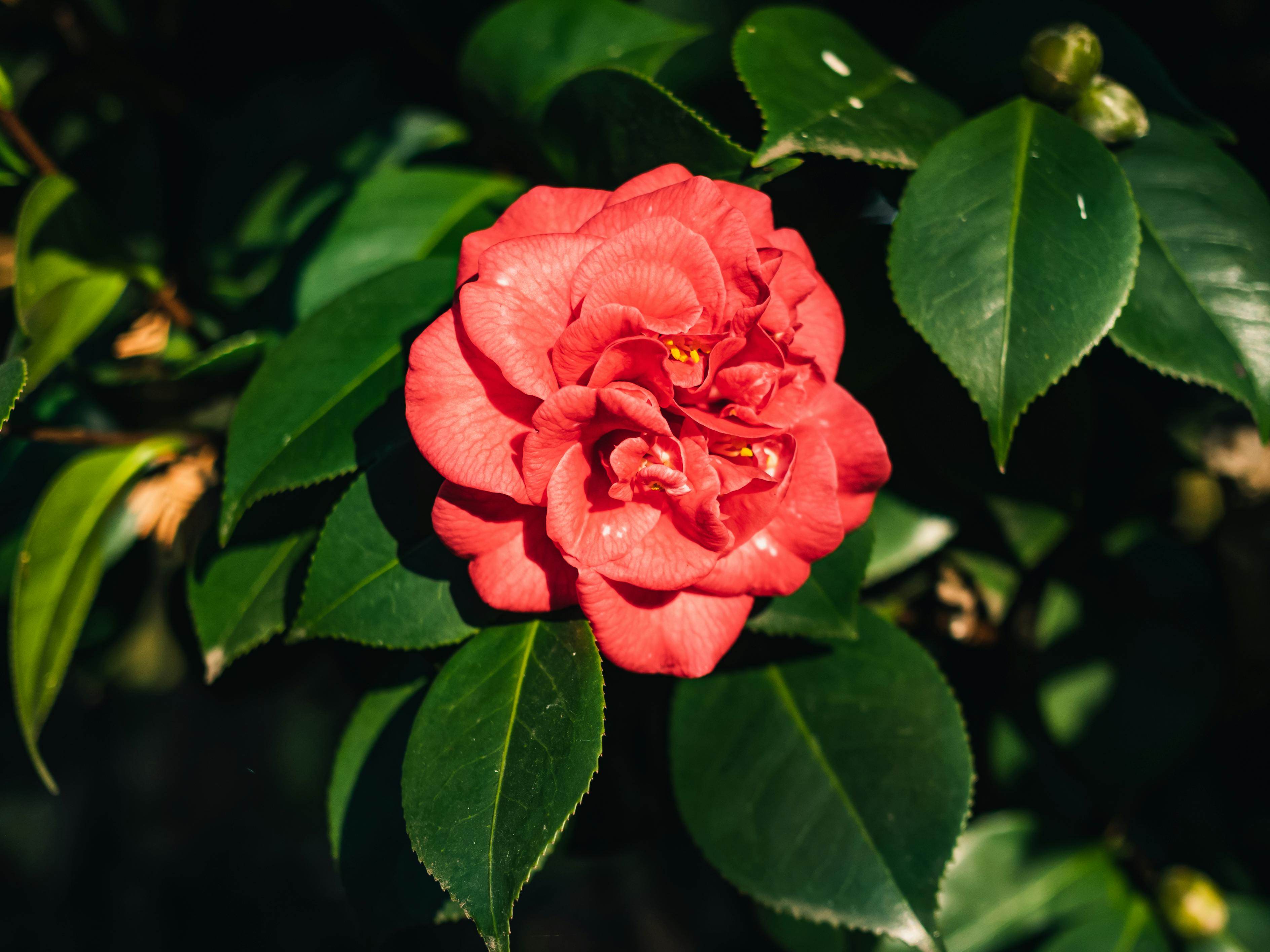 Middlemist Red Camellia Flower Photos, Download The BEST Free ...