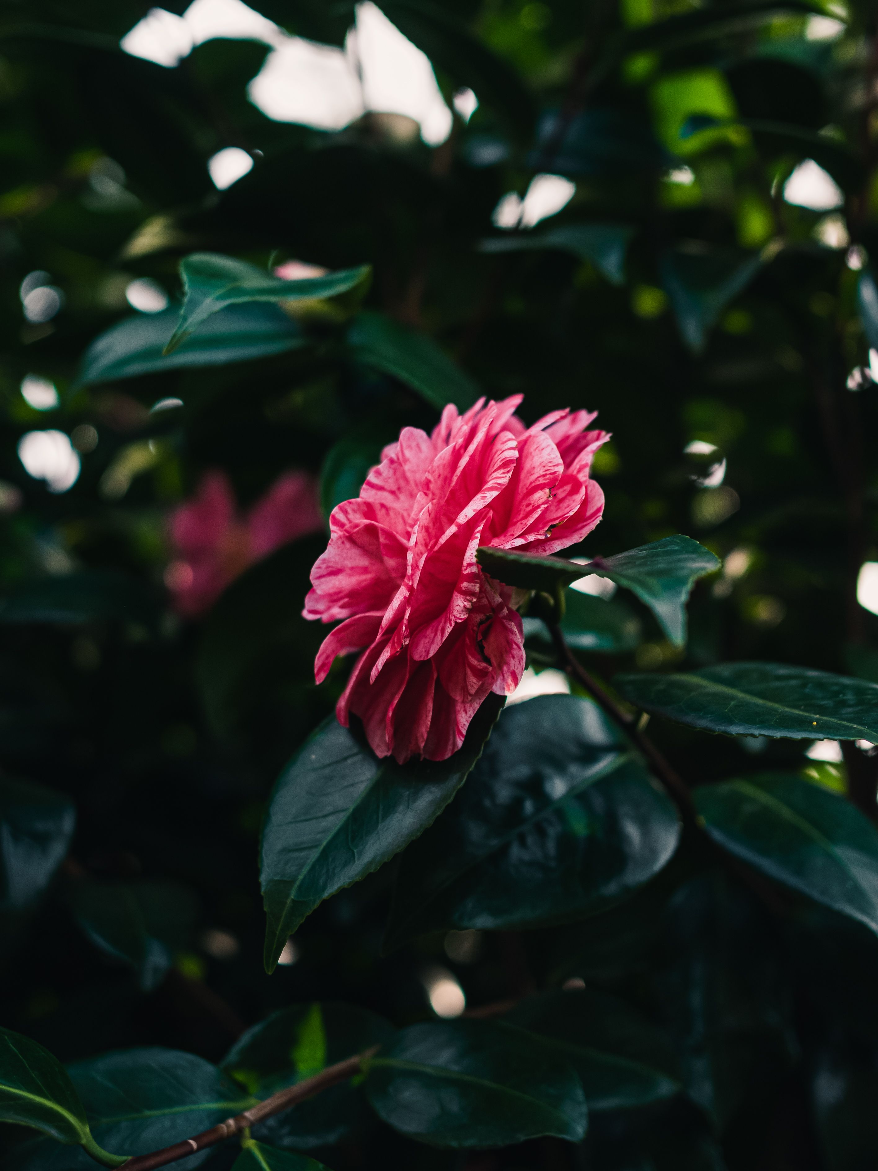 Close-Up of a Vibrant Pink Camellia Flower · Free Stock Photo