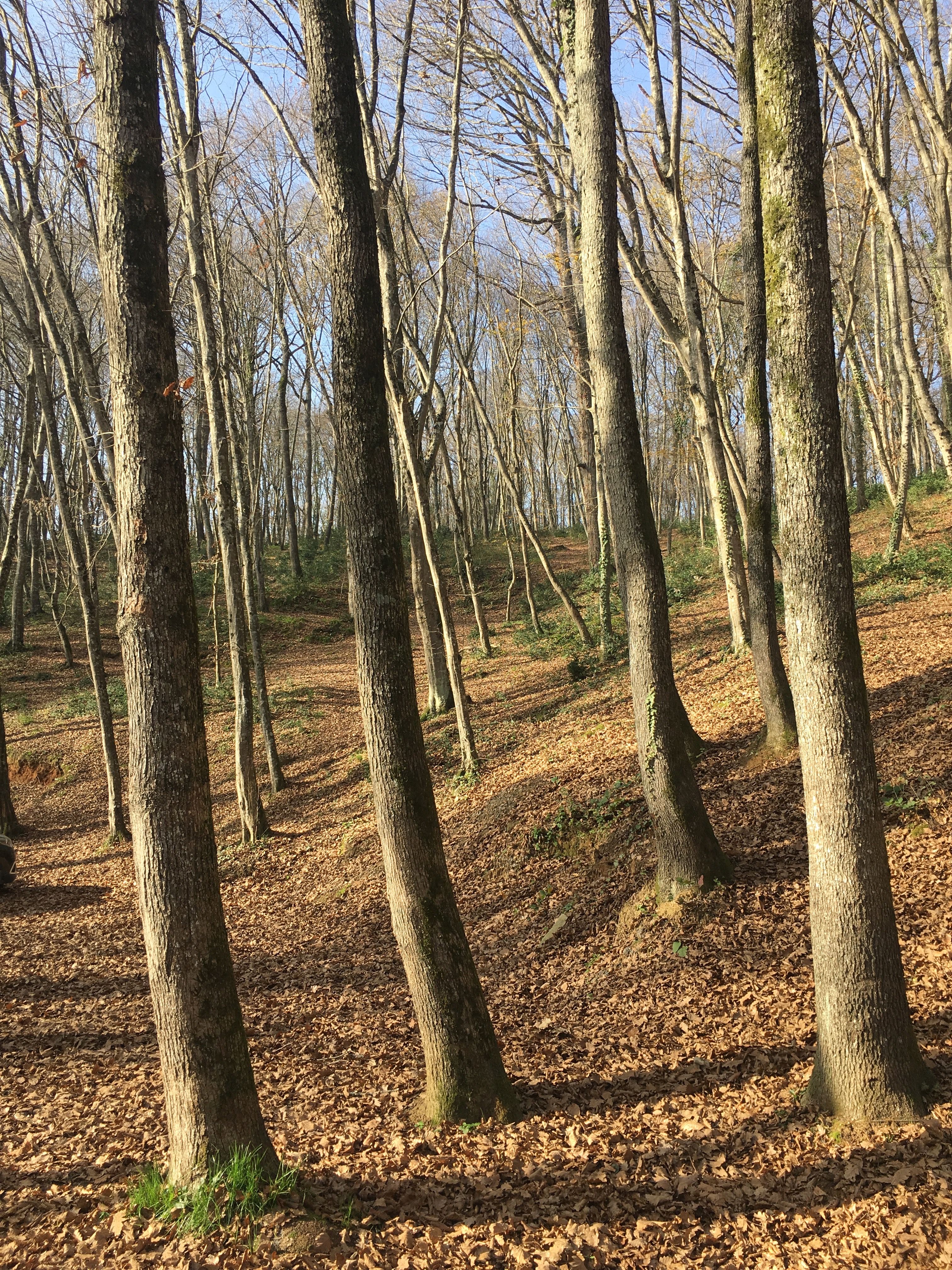Serene Forest in Autumn, İstanbul, Türkiye · Free Stock Photo