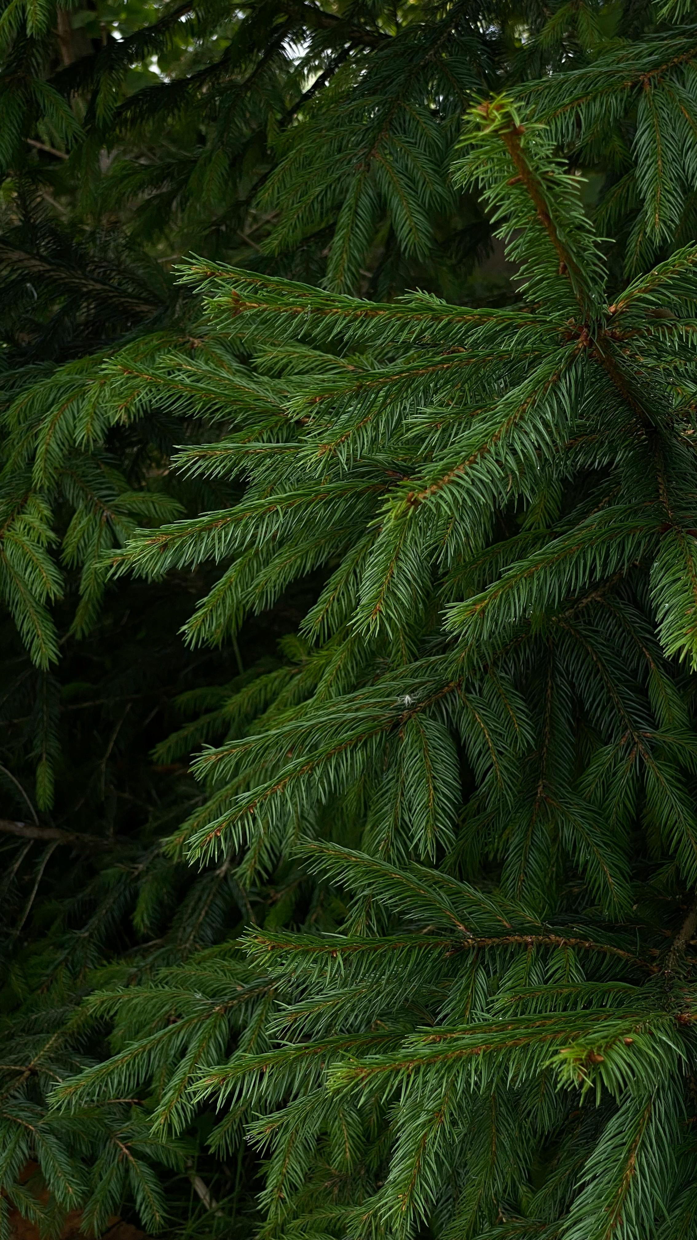 Close-up of Evergreen Spruce Branches in Forest · Free Stock Photo
