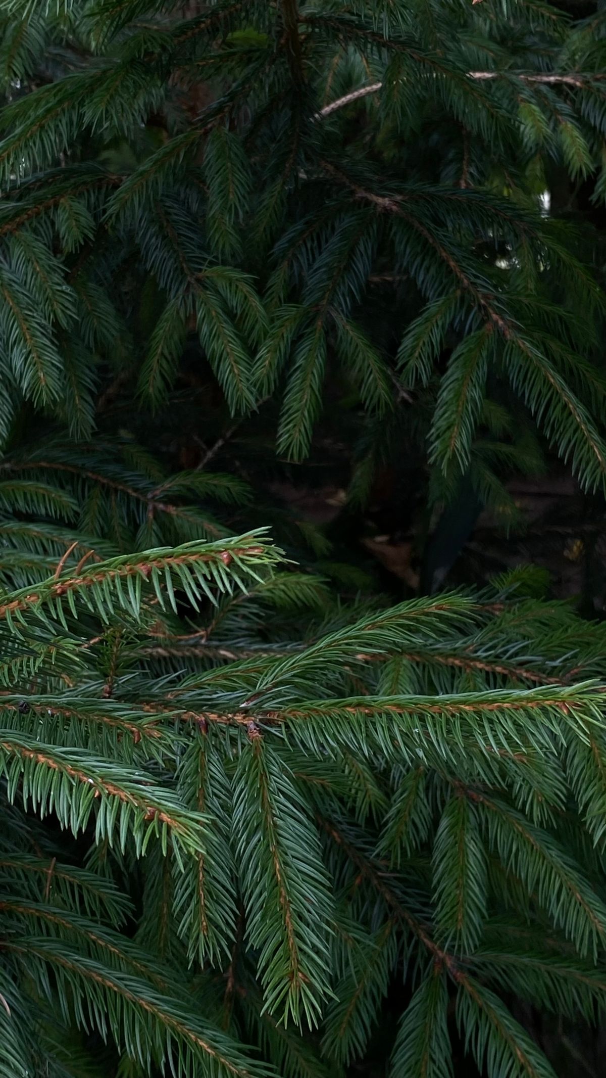 Fir Tree Photos, Download The BEST Free Fir Tree Stock Photos & HD Images