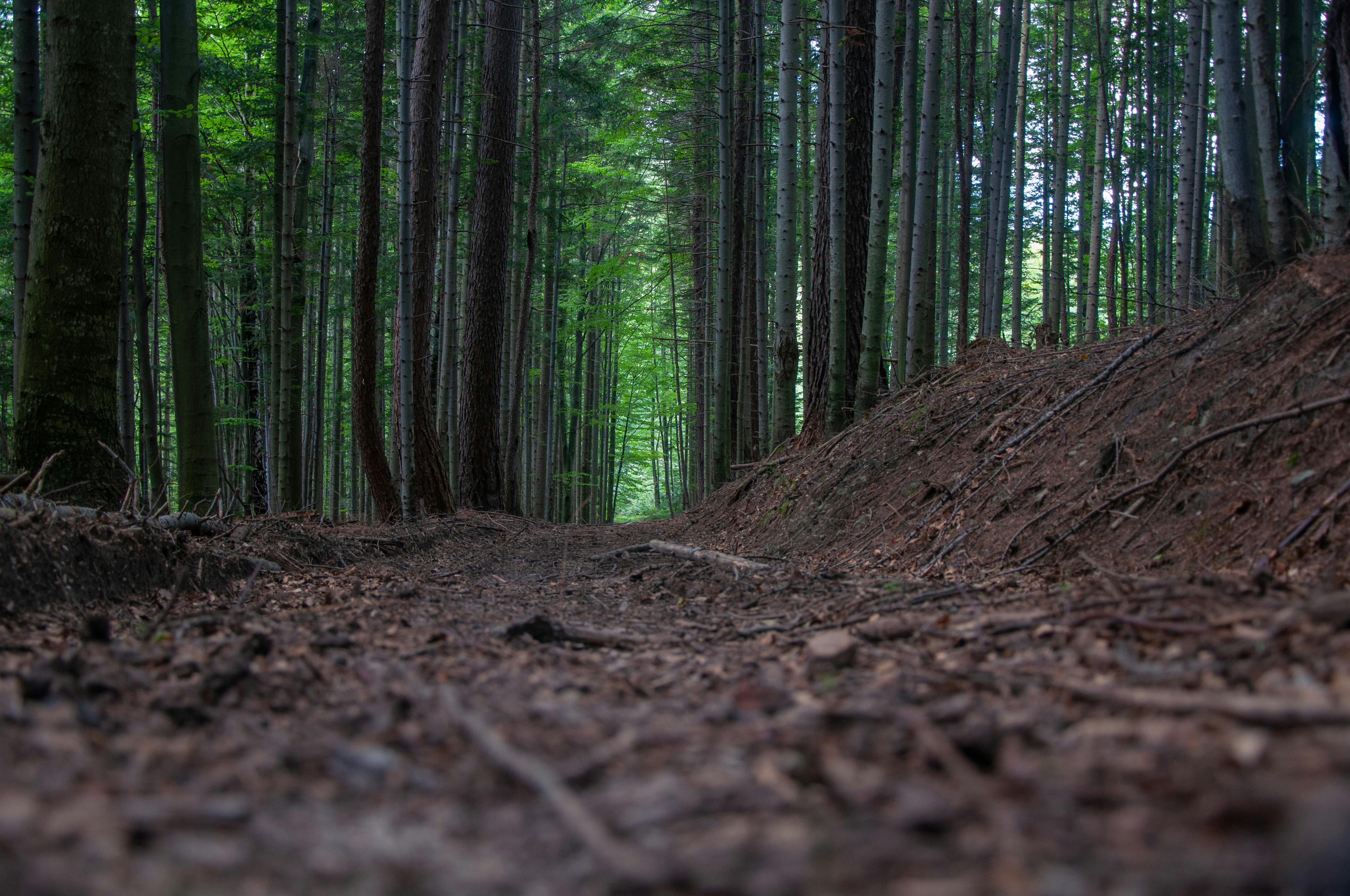 Low-Angle Shot of Forest Ground · Free Stock Photo