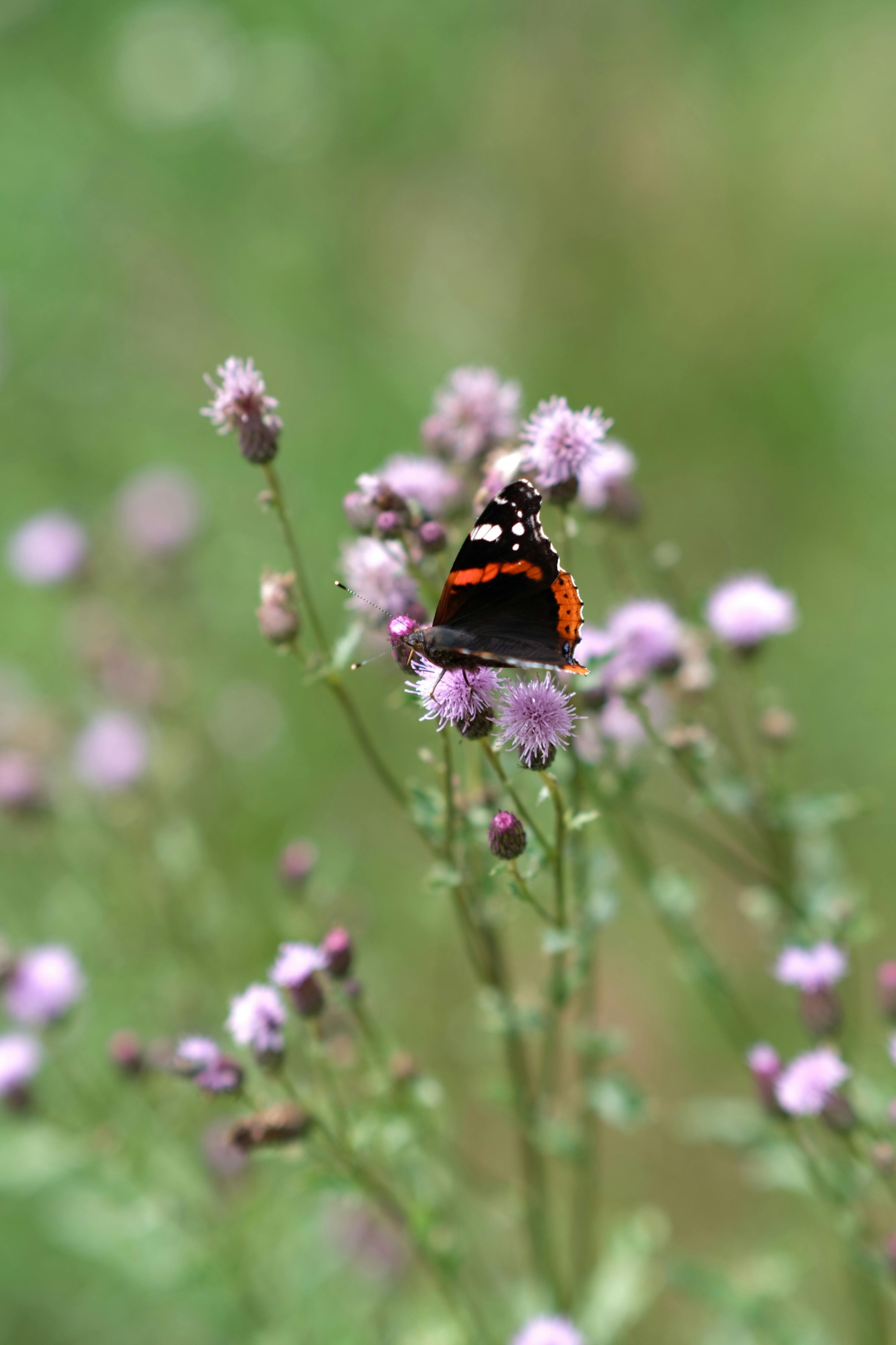 Small black butterfly on blooming flower · Free Stock Photo