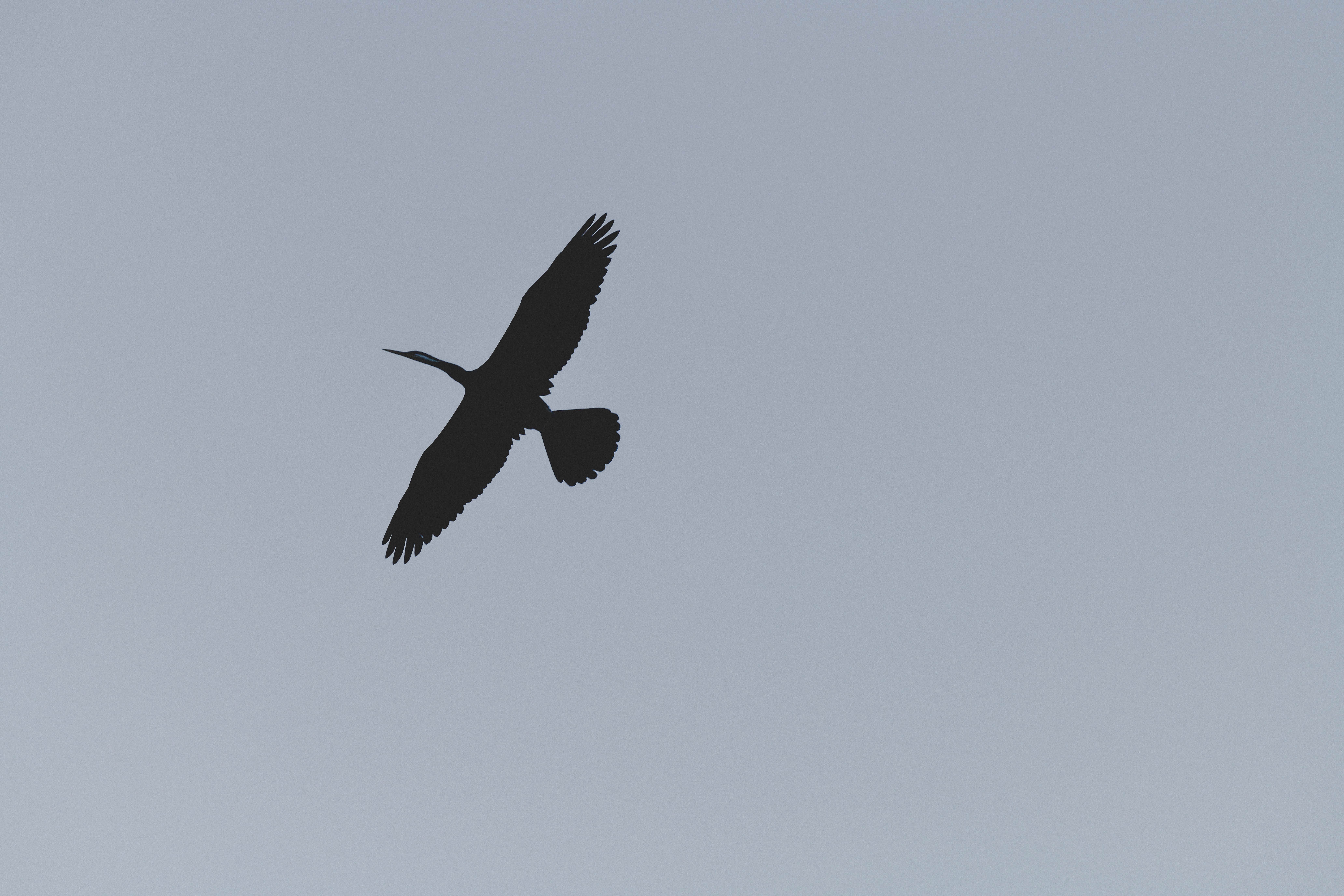 Winged Flight Photos, Download The BEST Free Winged Flight Stock Photos ...