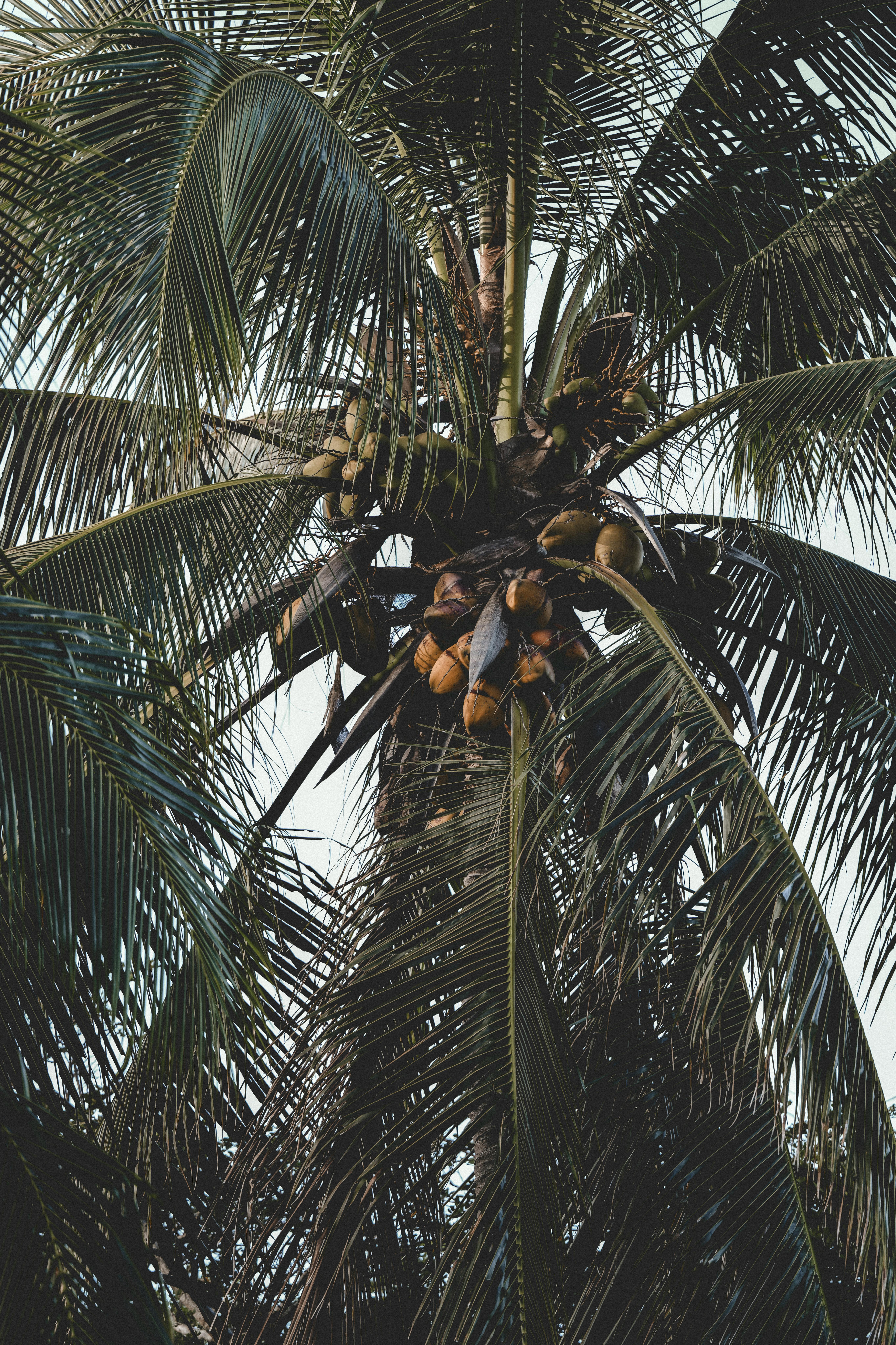 Lush Coconut Palm Tree with Abundant Coconuts · Free Stock Photo