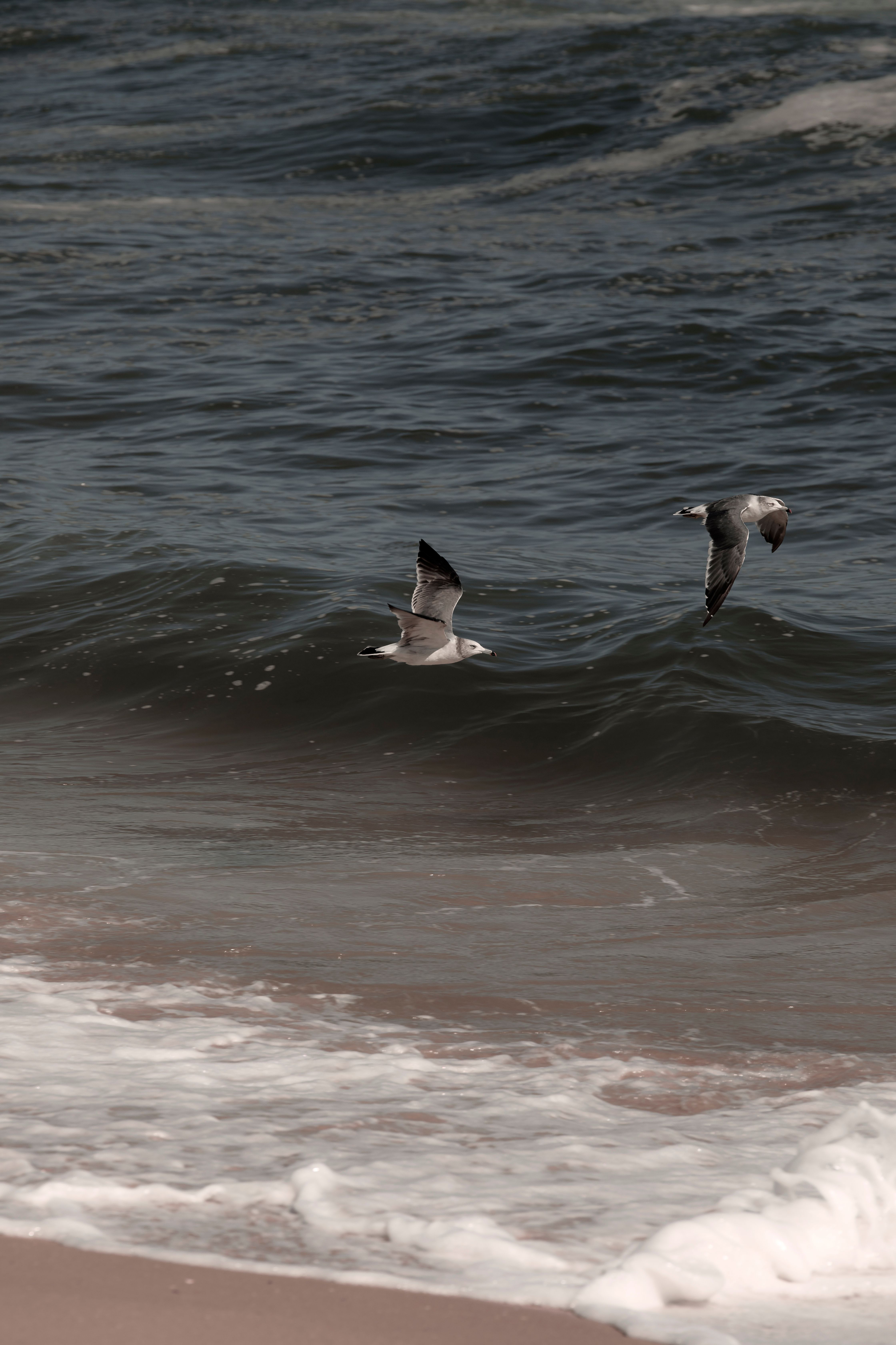 Seagulls Gliding Over Ocean Waves at Beach · Free Stock Photo