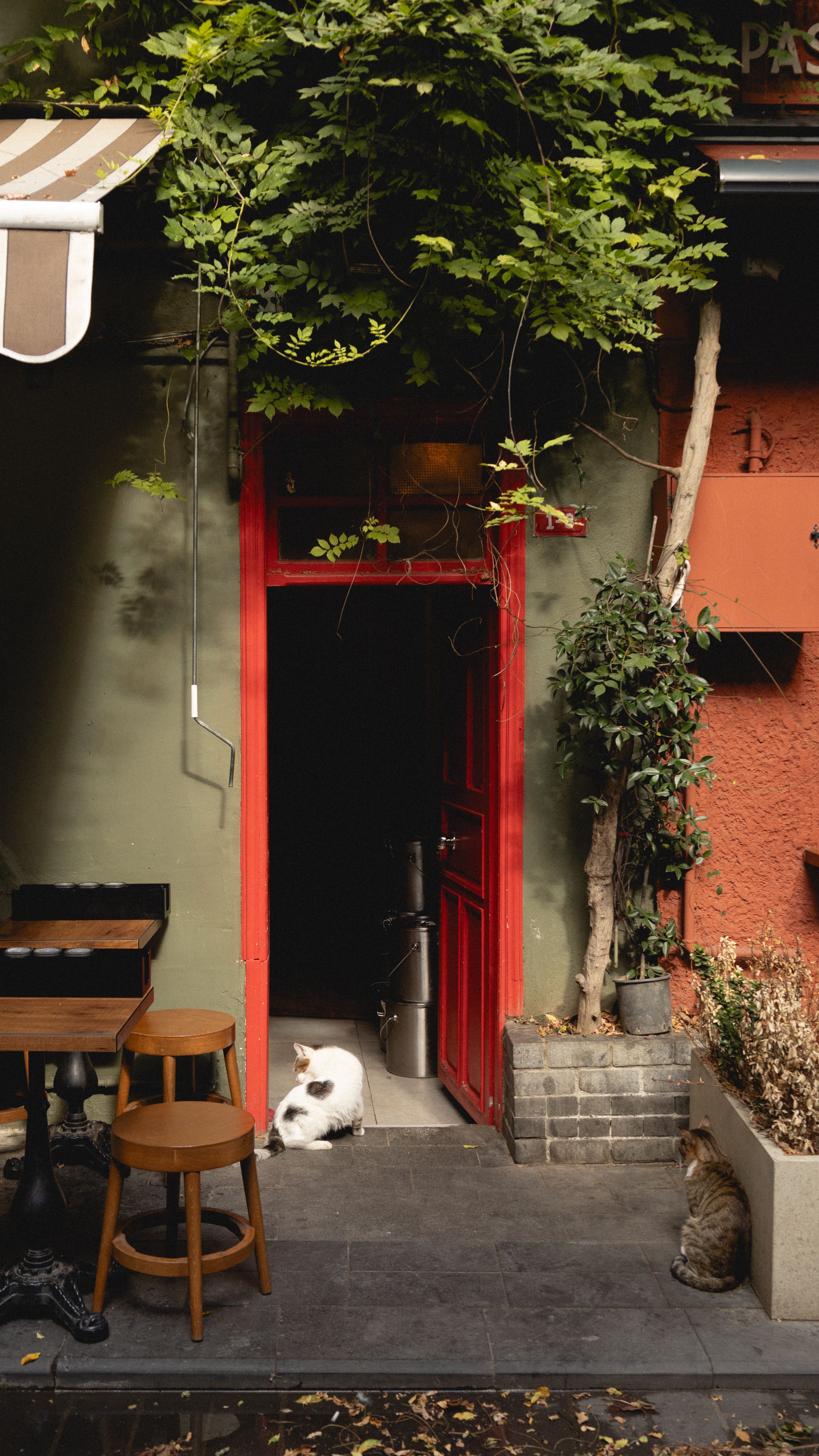 Charming İstanbul café entrance with cats · Free Stock Photo