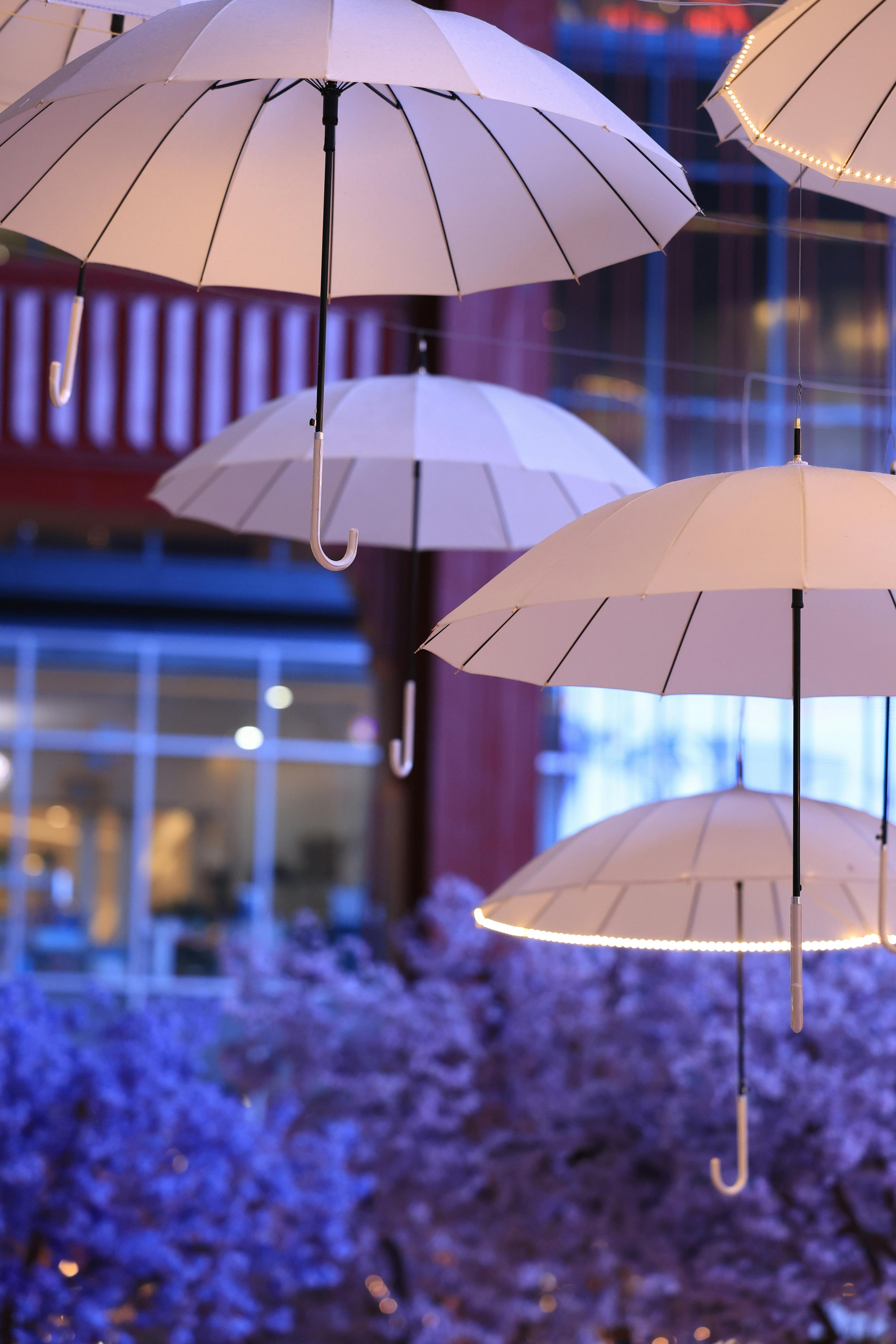 Floating Umbrellas in a Blooming Lavender Garden · Free Stock Photo