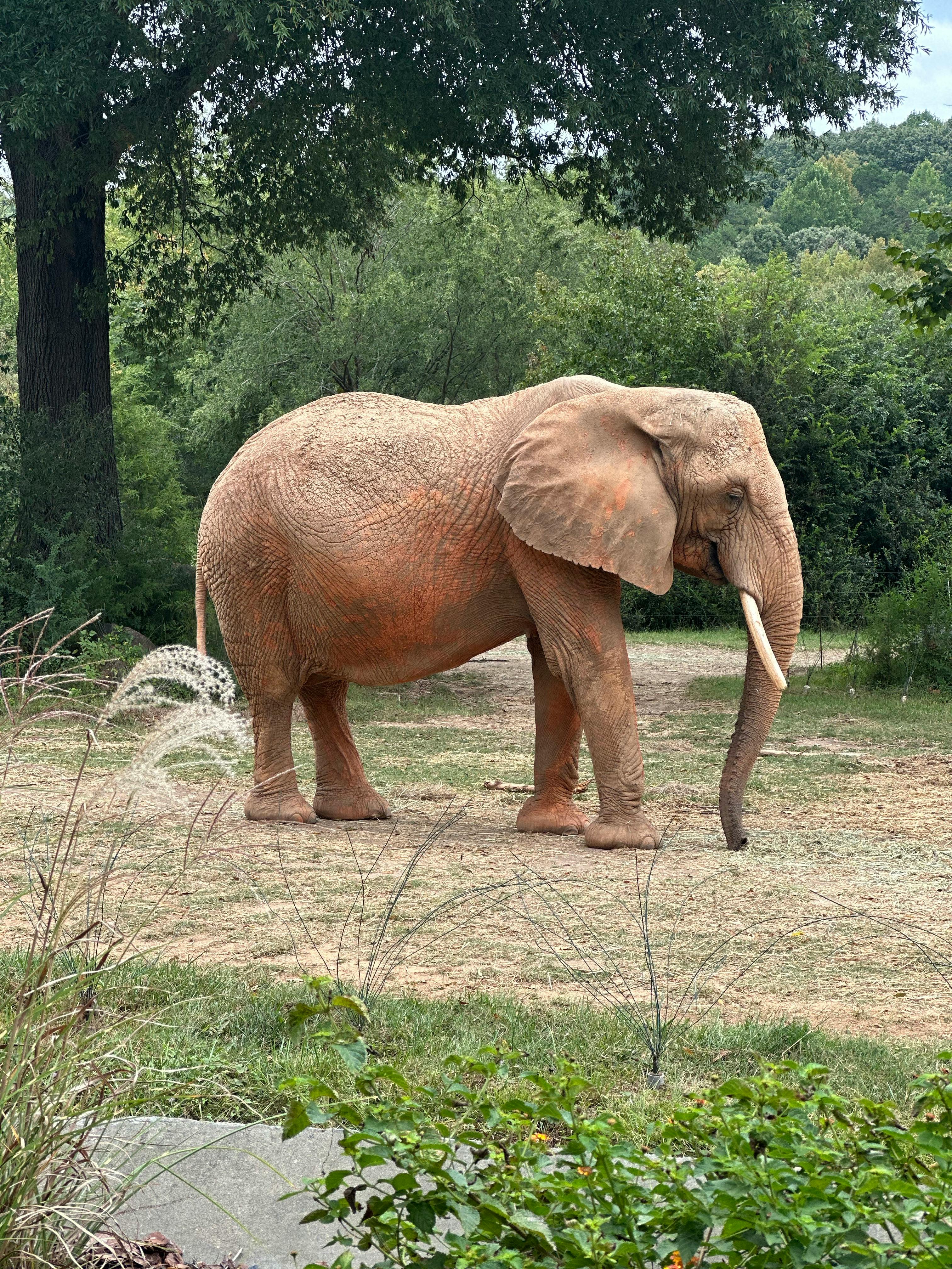 Photo gratuite de animal, animal géant, animal sauvage, arbres, bio ...