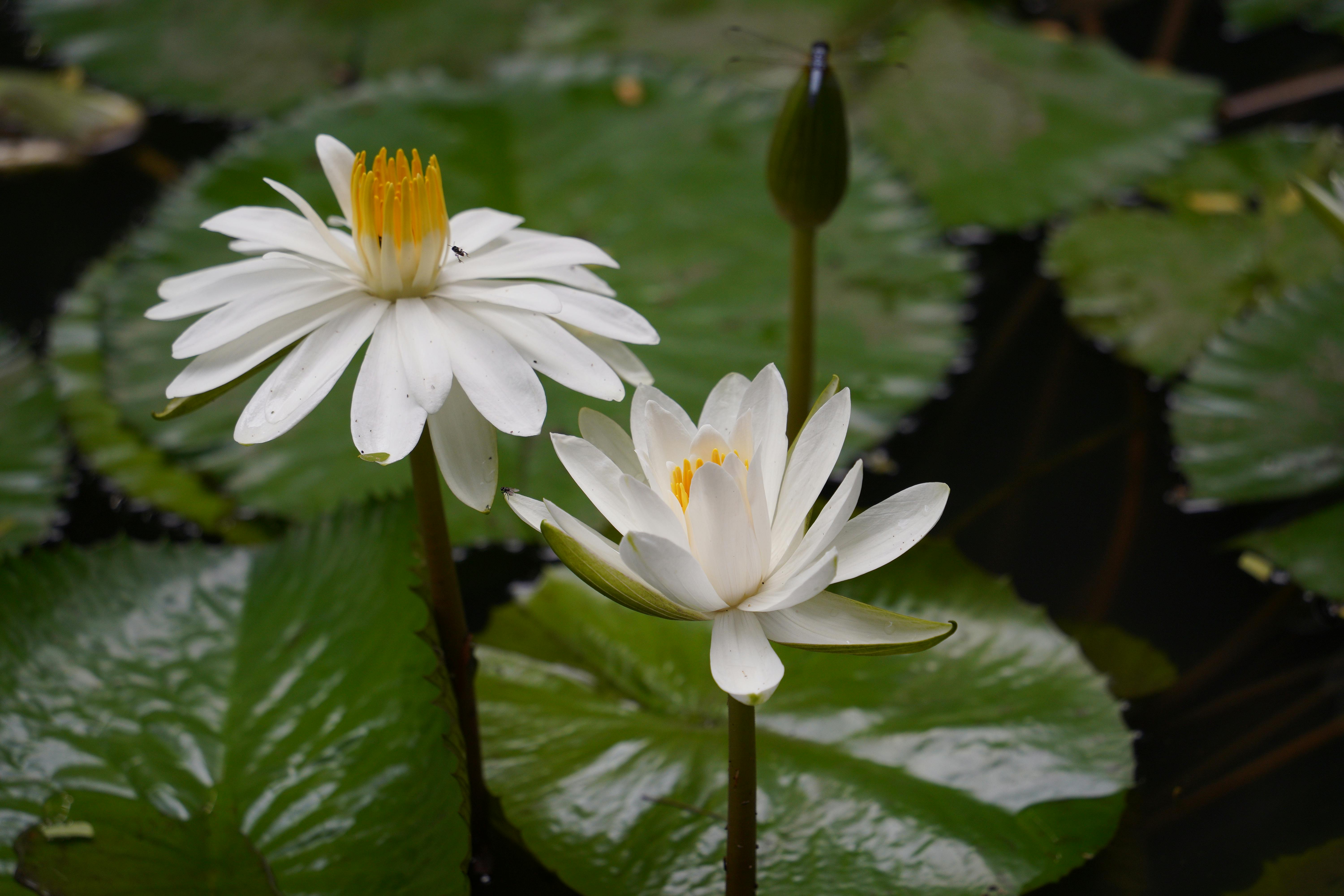 Water Lilies in Pond · Free Stock Photo
