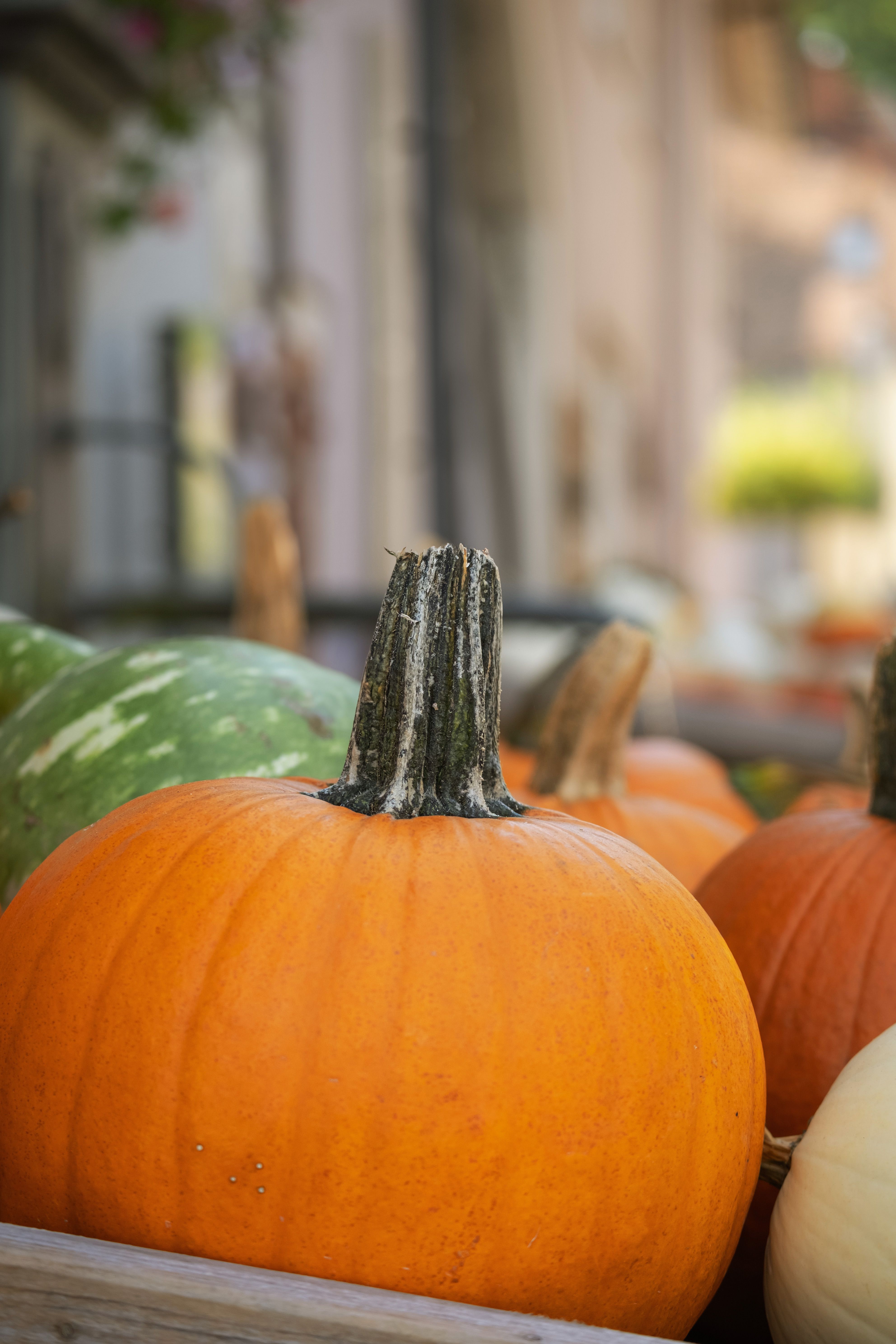 Colorful Pumpkins on Display at Autumn Market · Free Stock Photo
