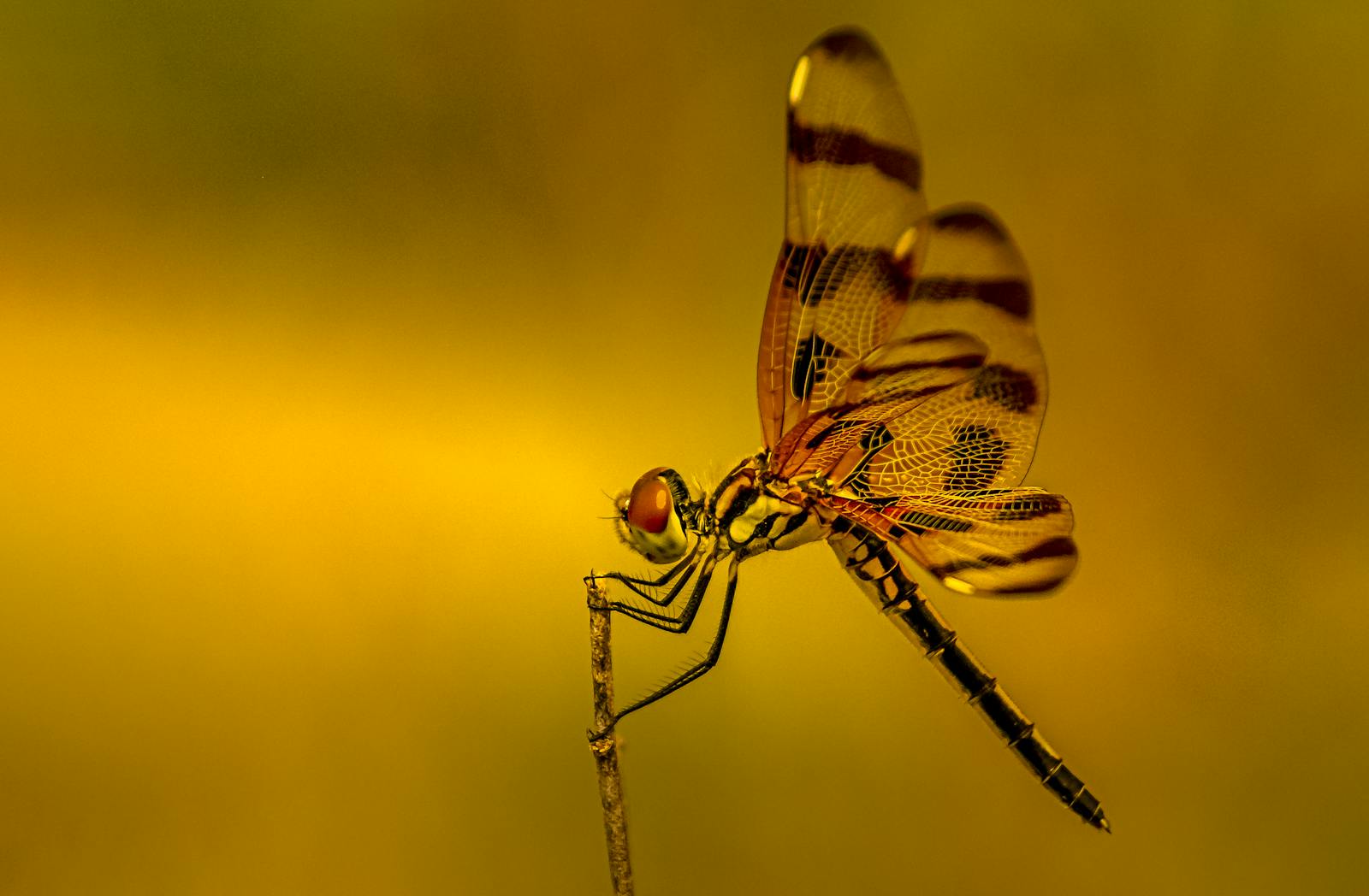Dragonfly Images Photos, Download The BEST Free Dragonfly Images Stock ...