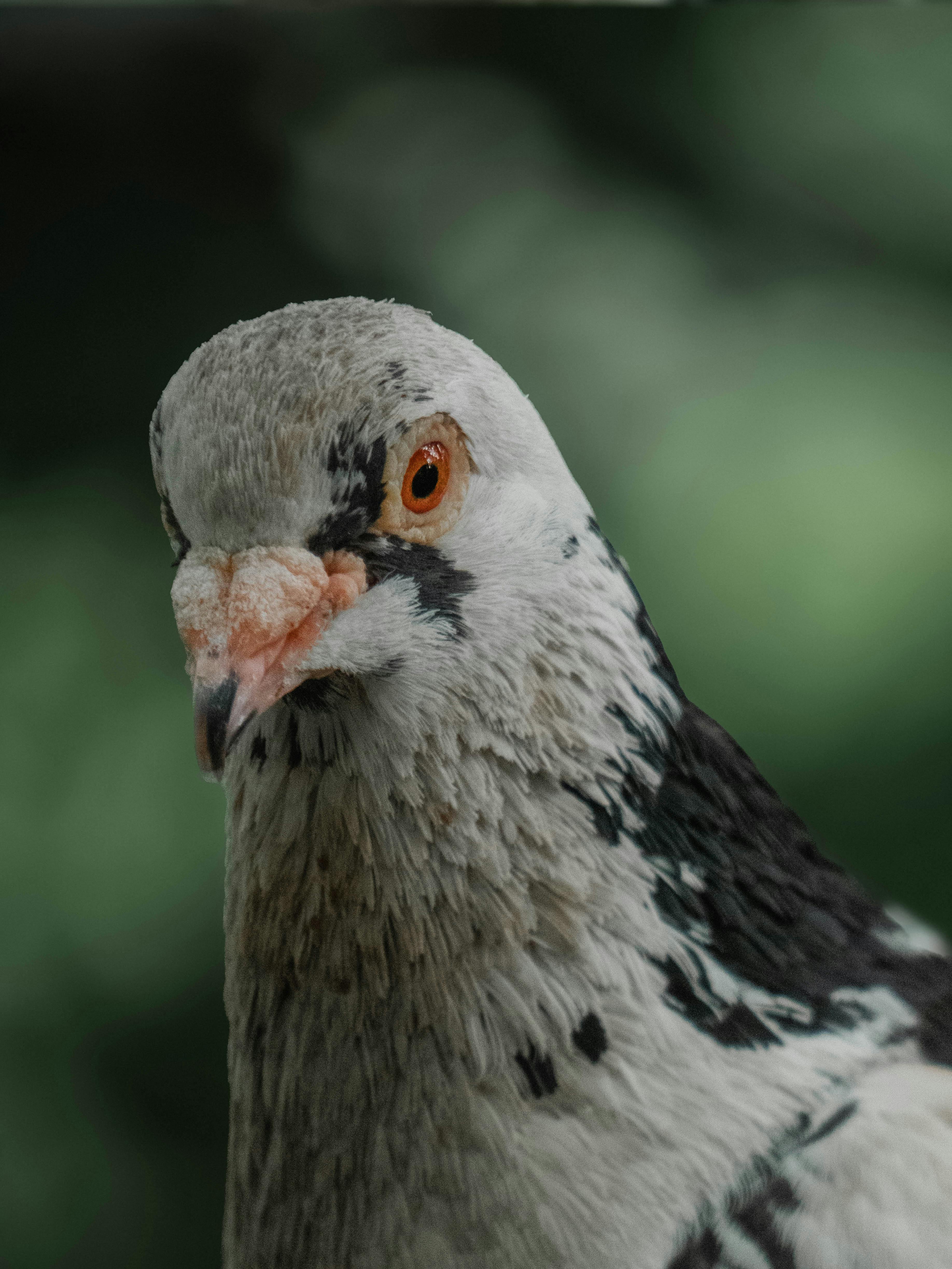 Wild Bird Photos, Download The BEST Free Wild Bird Stock Photos & HD Images