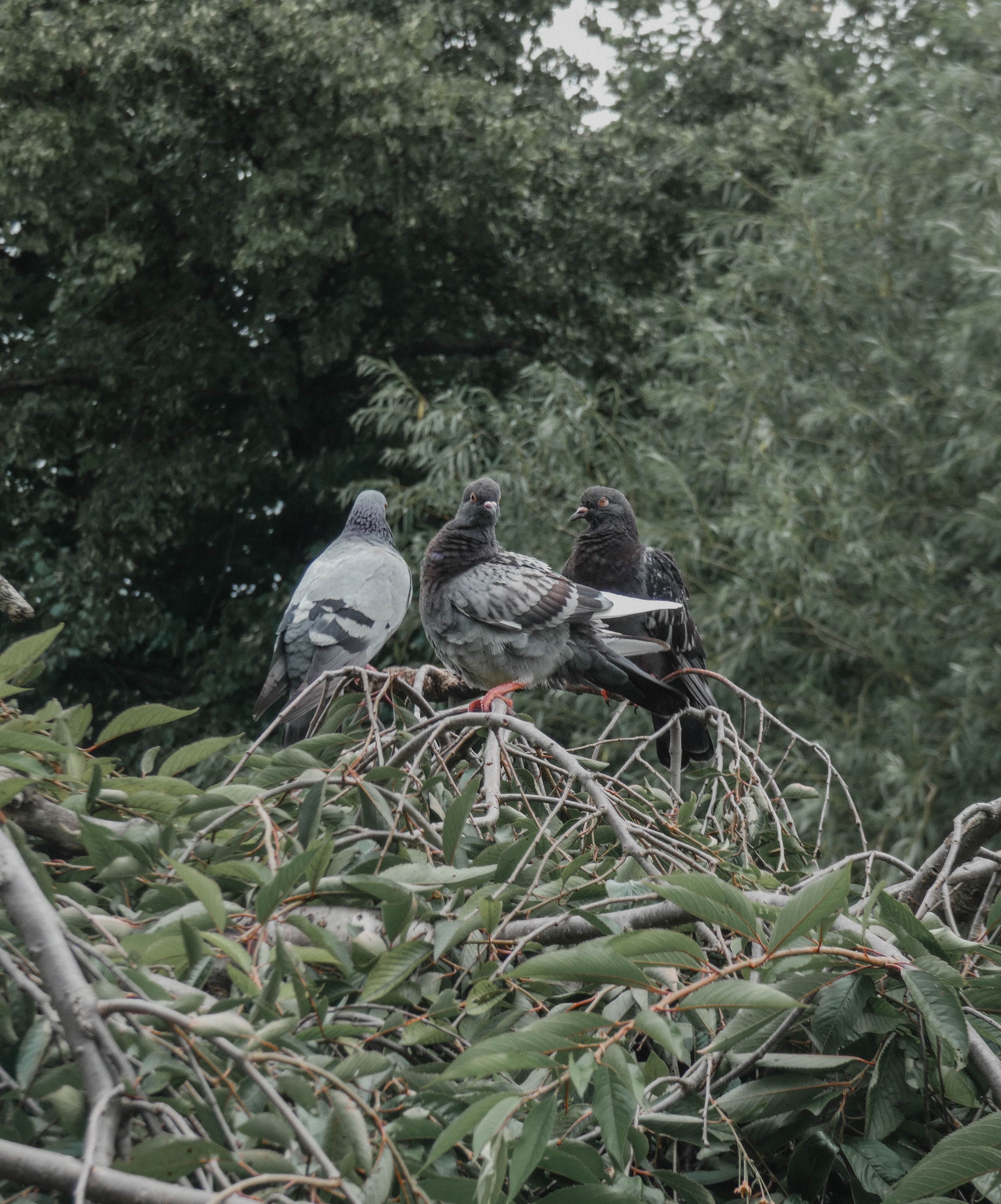 Pigeons Perched on Tree Branch in Quiet Park · Free Stock Photo