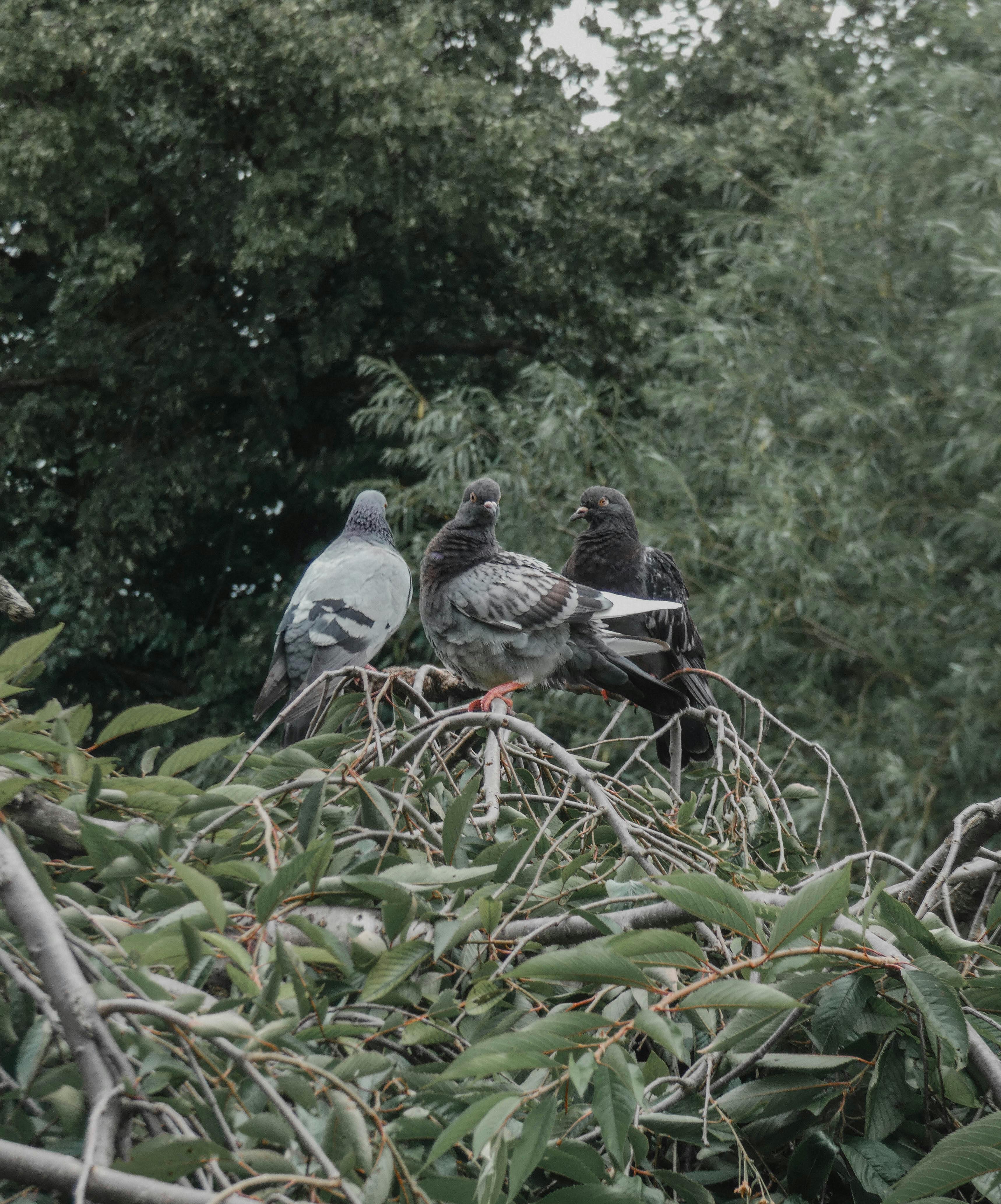 5 Birds Photos, Download The BEST Free 5 Birds Stock Photos & HD Images