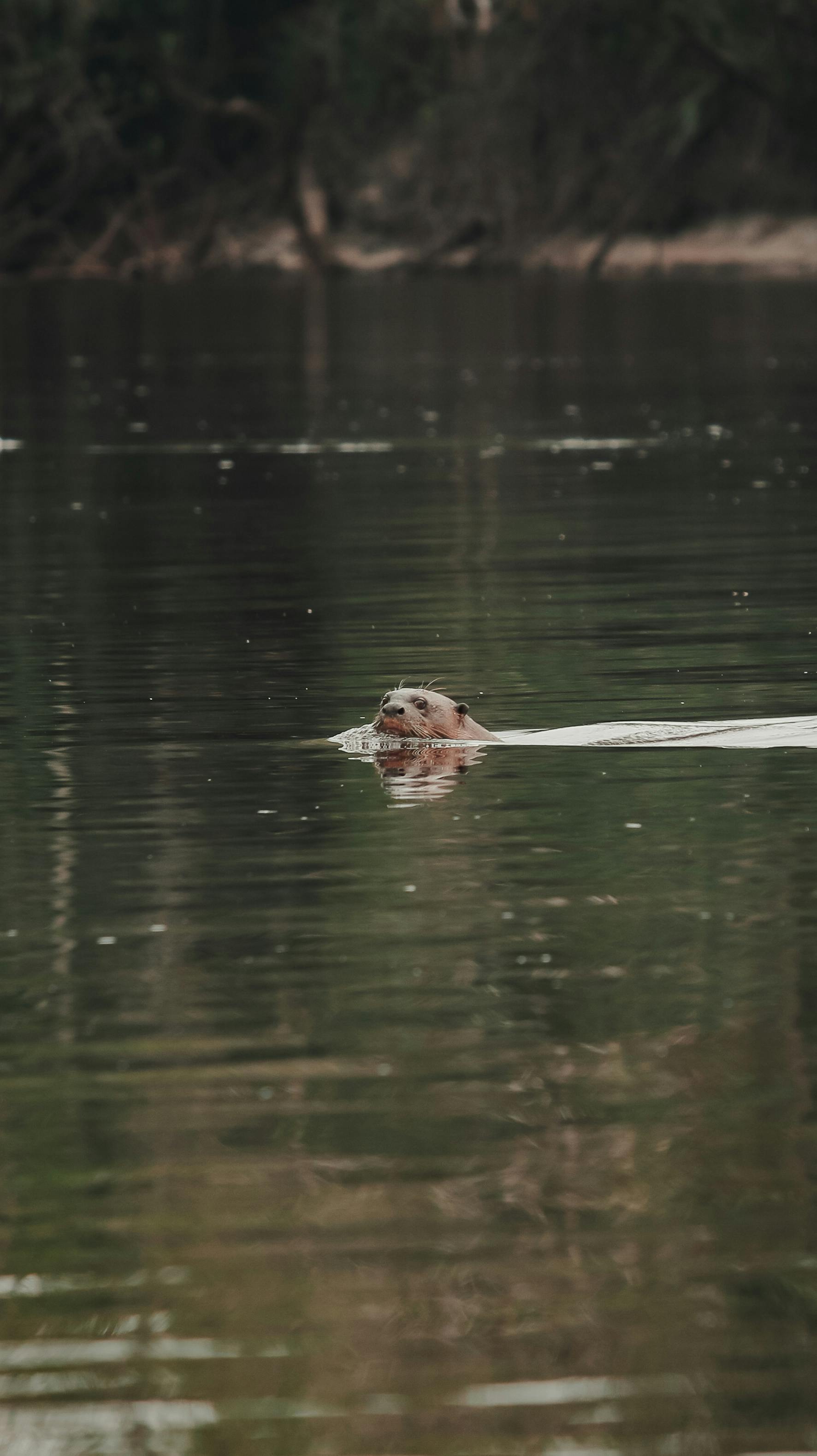 Nutria Gigante Nadando En El Río Amazonas · Foto de stock gratuita